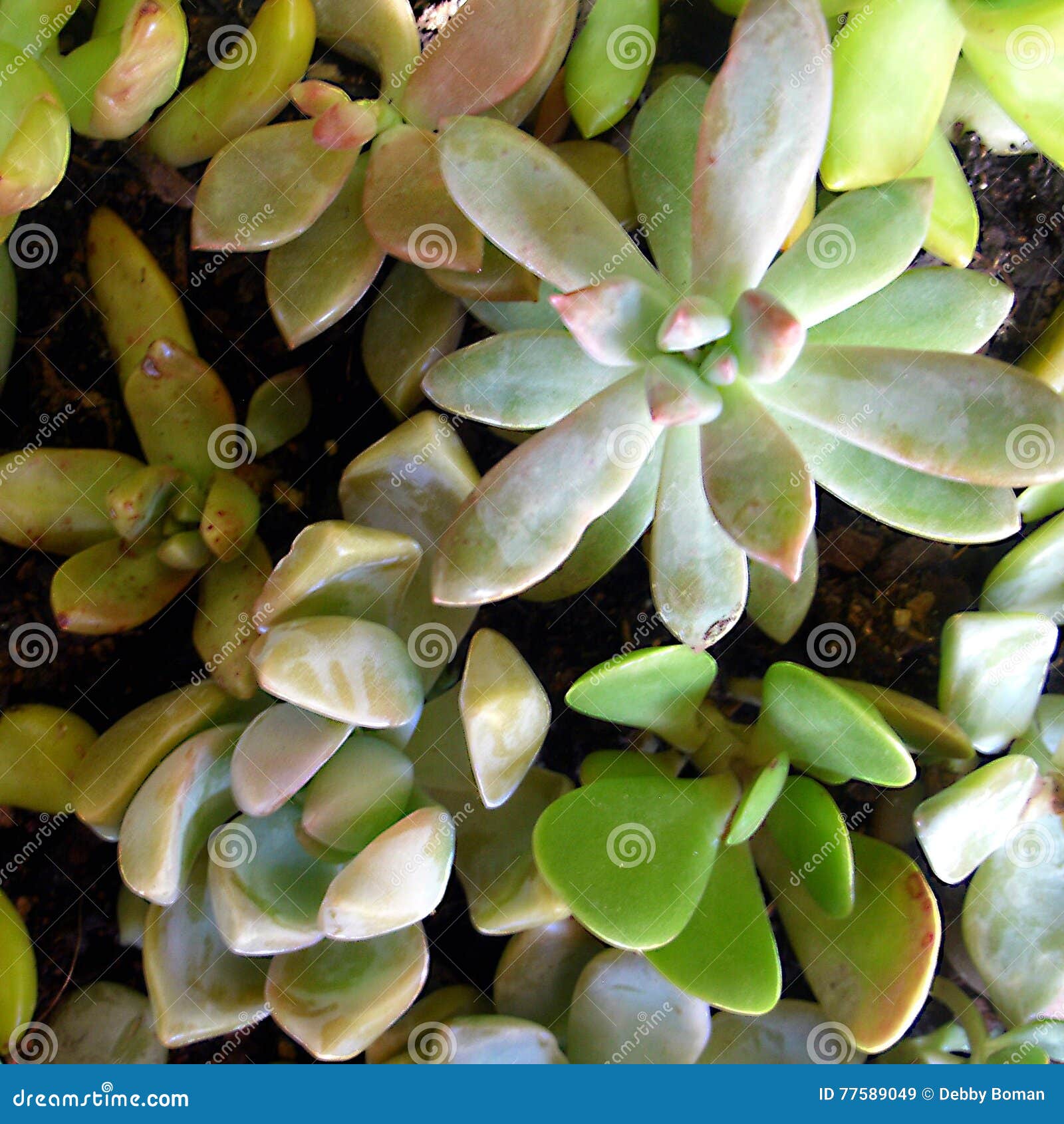 Succulent Variety Close Up View Stock Image - Image of succulents ...