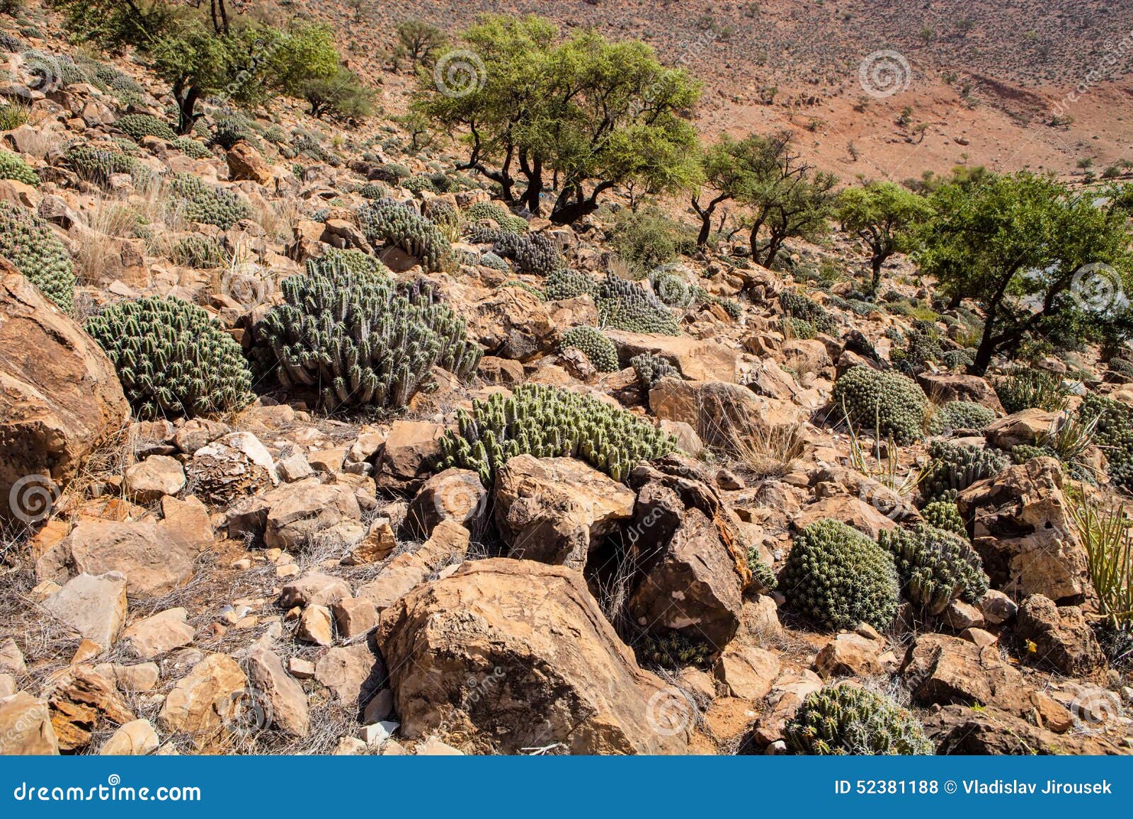 Succulent Vegetation in the Mountains of Morocco Stock Photo - Image of ...