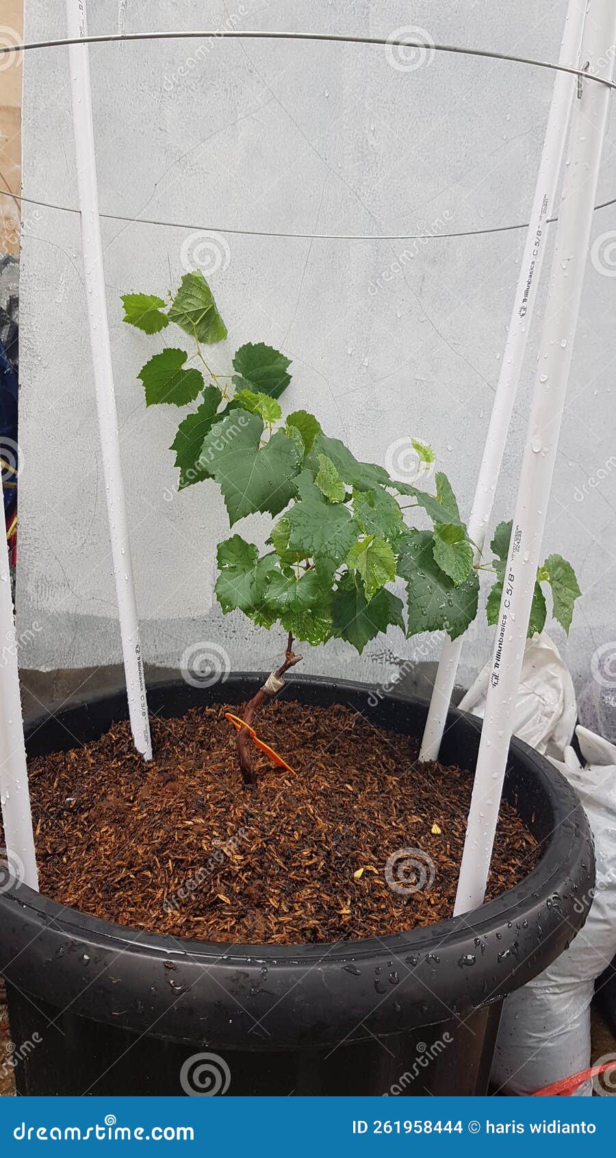 A Succulent Vine in a Very Large Pot Editorial Stock Image - Image of ...