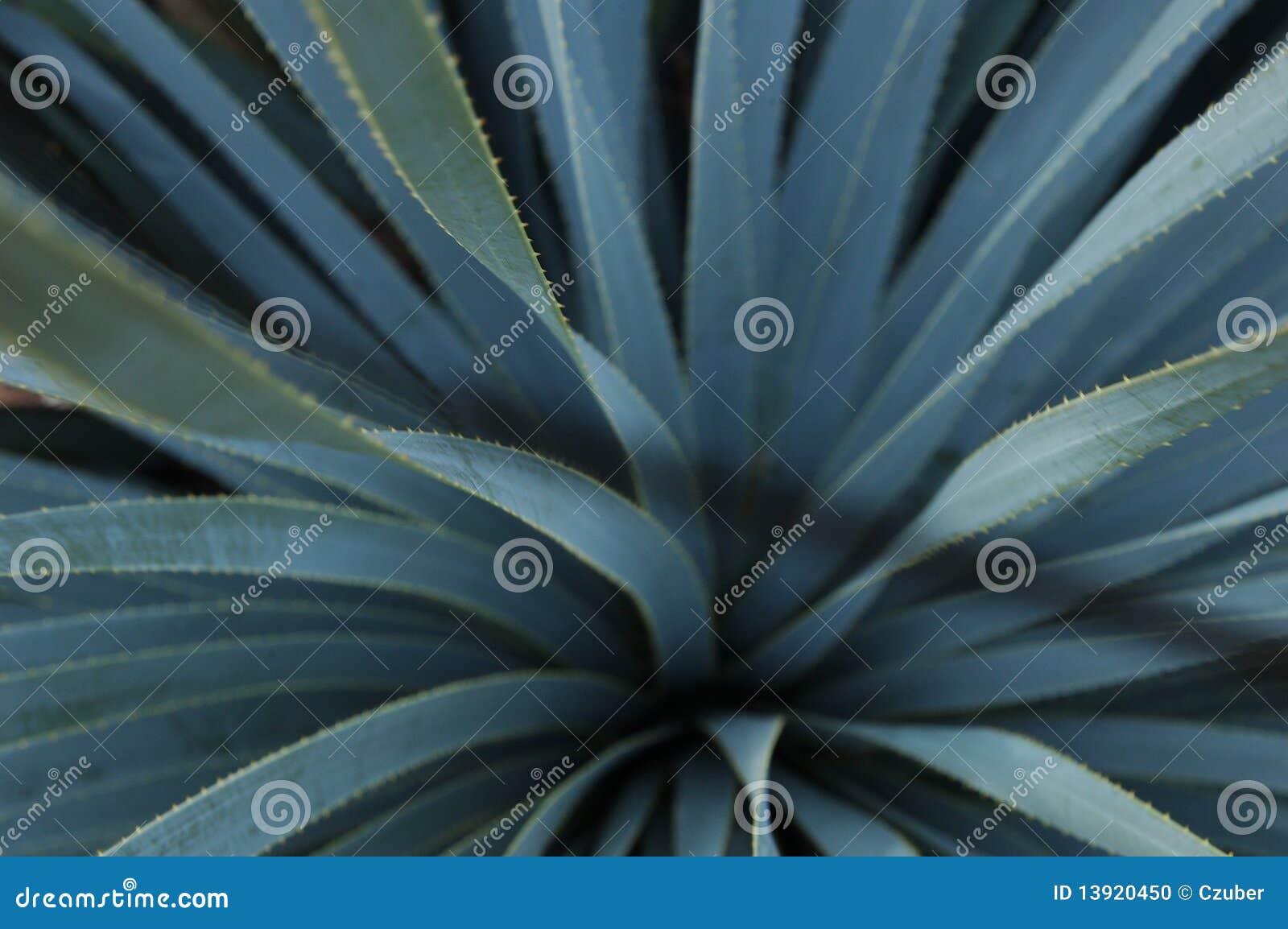 Succulent wheeler s sotol stock photo. Image of closeup - 13920450