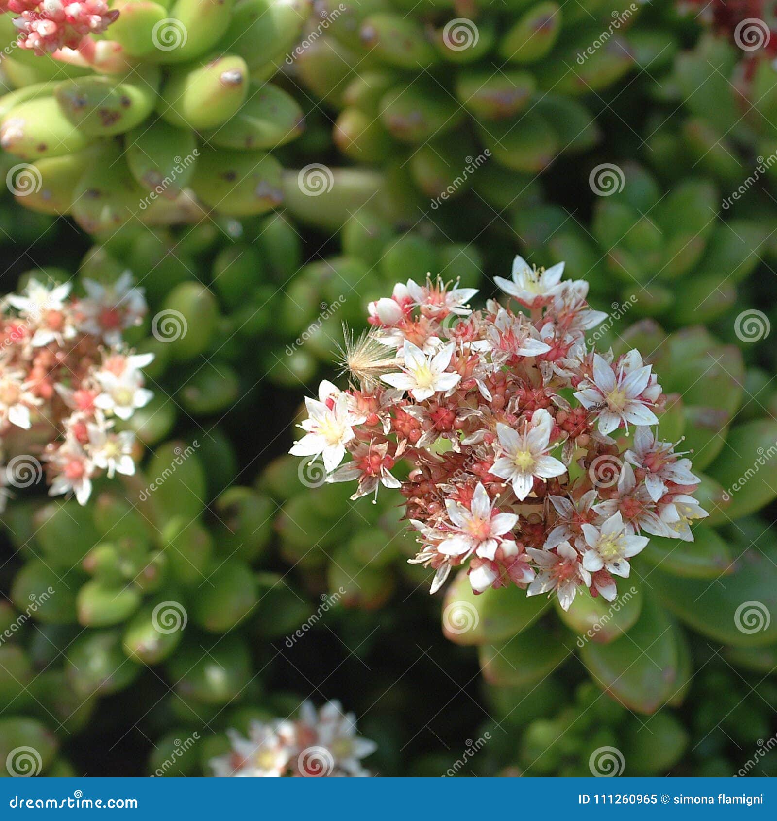 Succulent with White Flower Stock Image - Image of decorative, floral ...