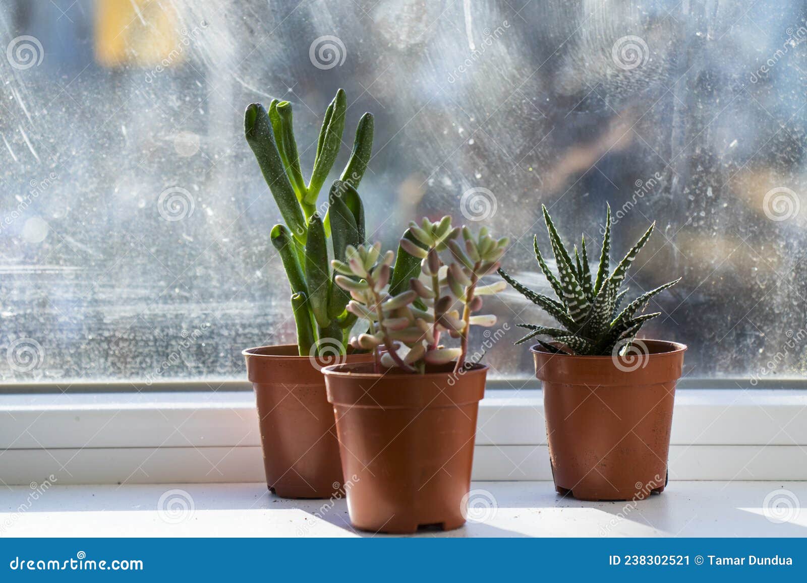 Succulent on the Window, Sunlight and Close-up Stock Image - Image of ...
