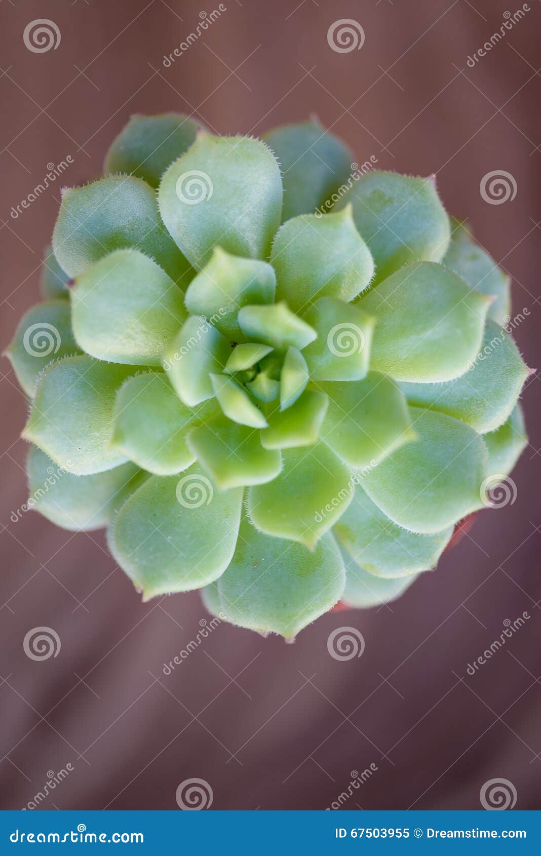 9,443 Single Succulent Stock Photos - Free & Royalty-Free Stock Photos ...