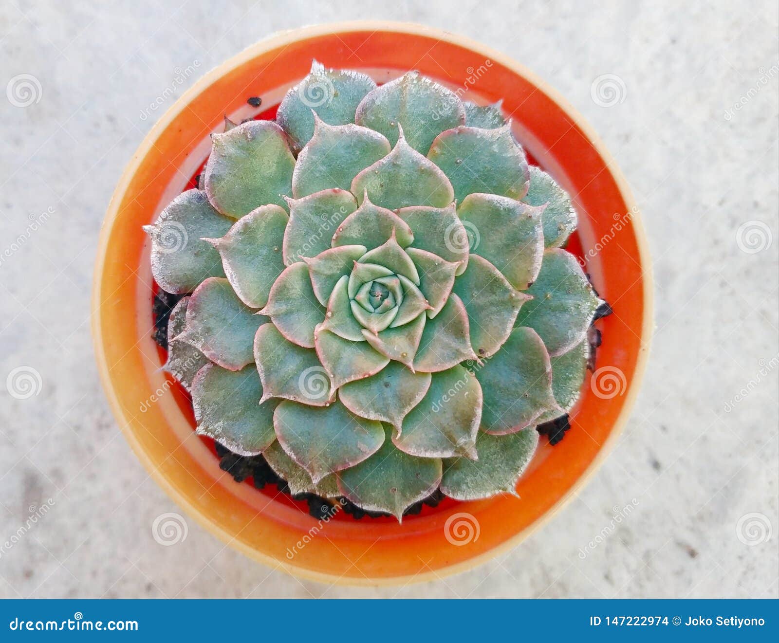 Succulenta Cactoa Stock Photos - Free & Royalty-Free Stock Photos from ...