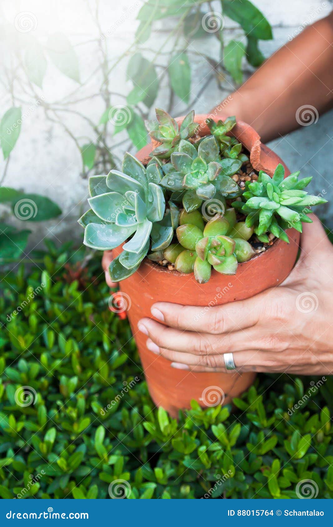 Succulents in Broken Pottery, Stylish Gardening Stock Photo - Image of ...