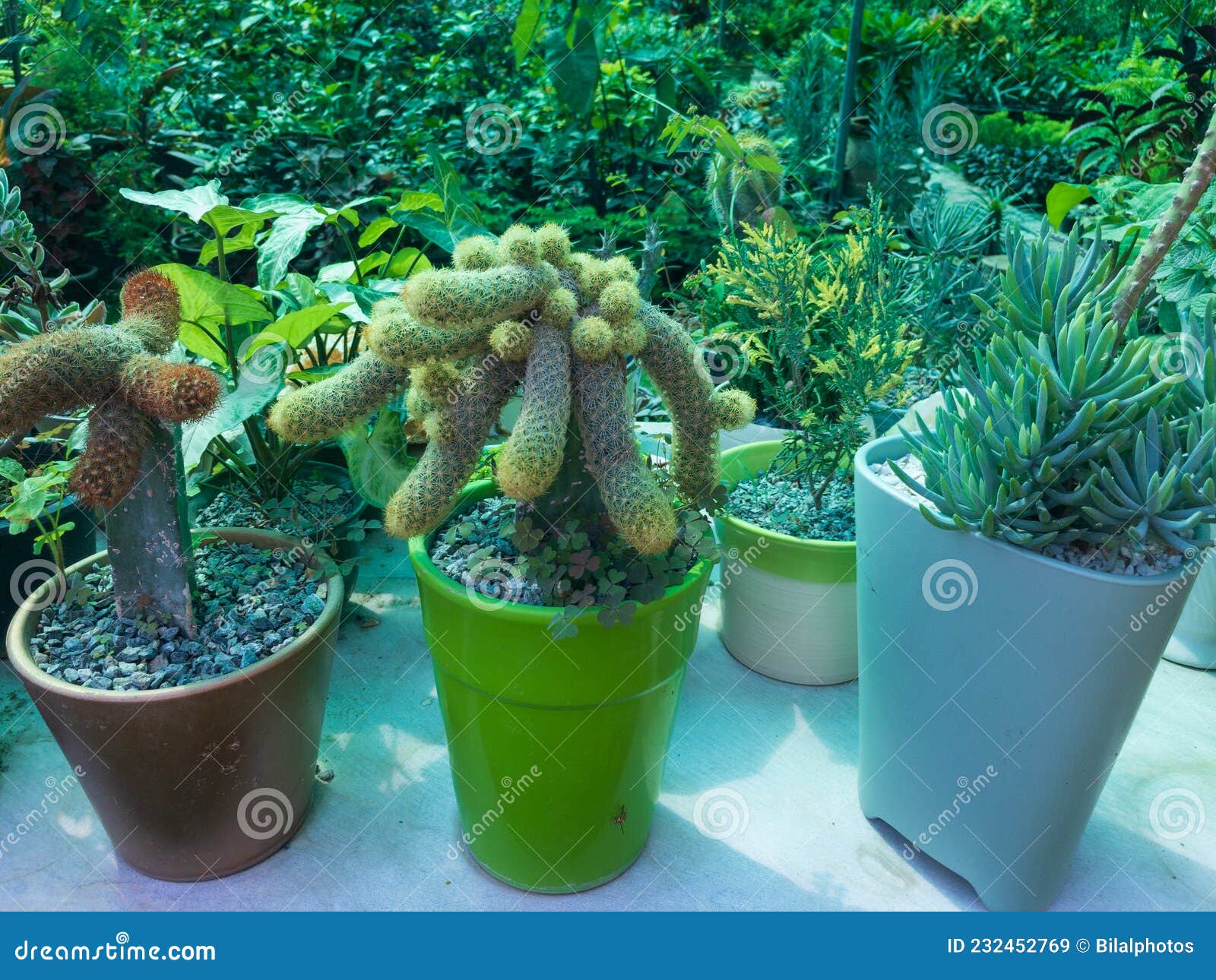 Succulents and Cactus Display in a Plant Store Stock Image - Image of ...