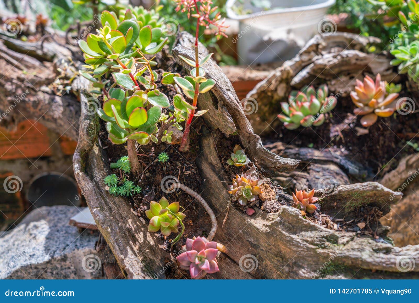 Succulents or Cactus Succulents on the Wooden Log Stock Image - Image ...