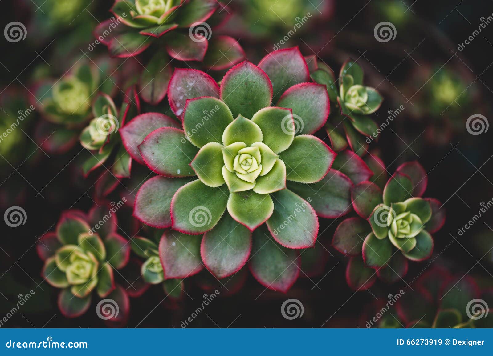 Succulents stock image. Image of green, life, leaves - 66273919