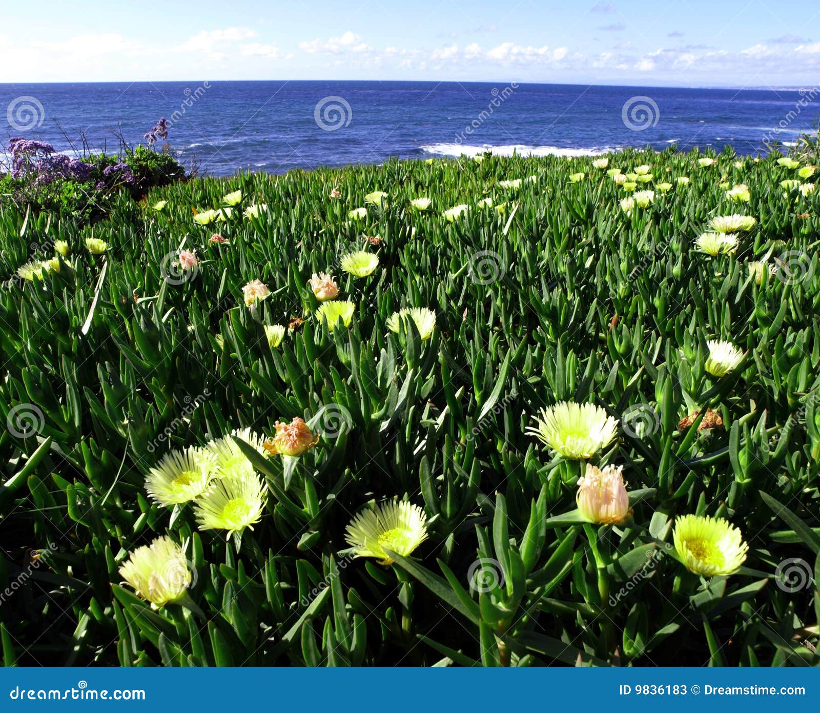 Succulents and Flowers Bloom Along Pacific Coast Stock Image - Image of ...