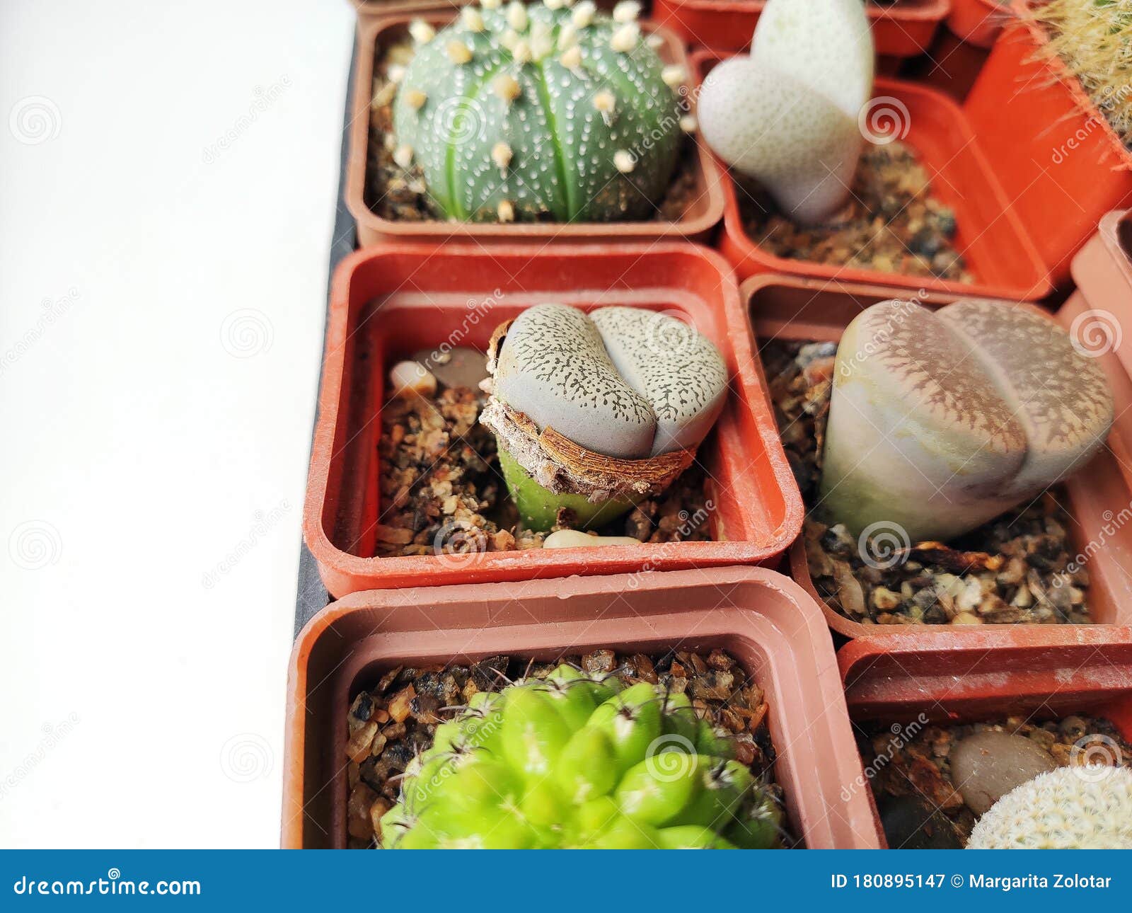 Succulents in the Form of Lithops and Astrophytum. Cactus Close-up ...