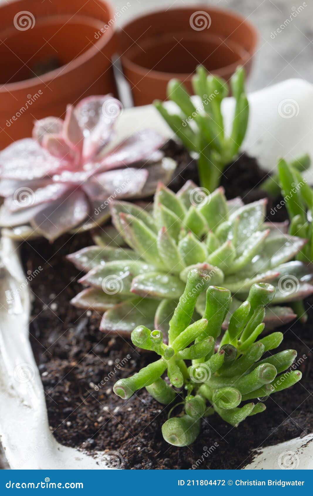 Succulents in a Large Shell Plant Pot Container. with Garden Tools on ...