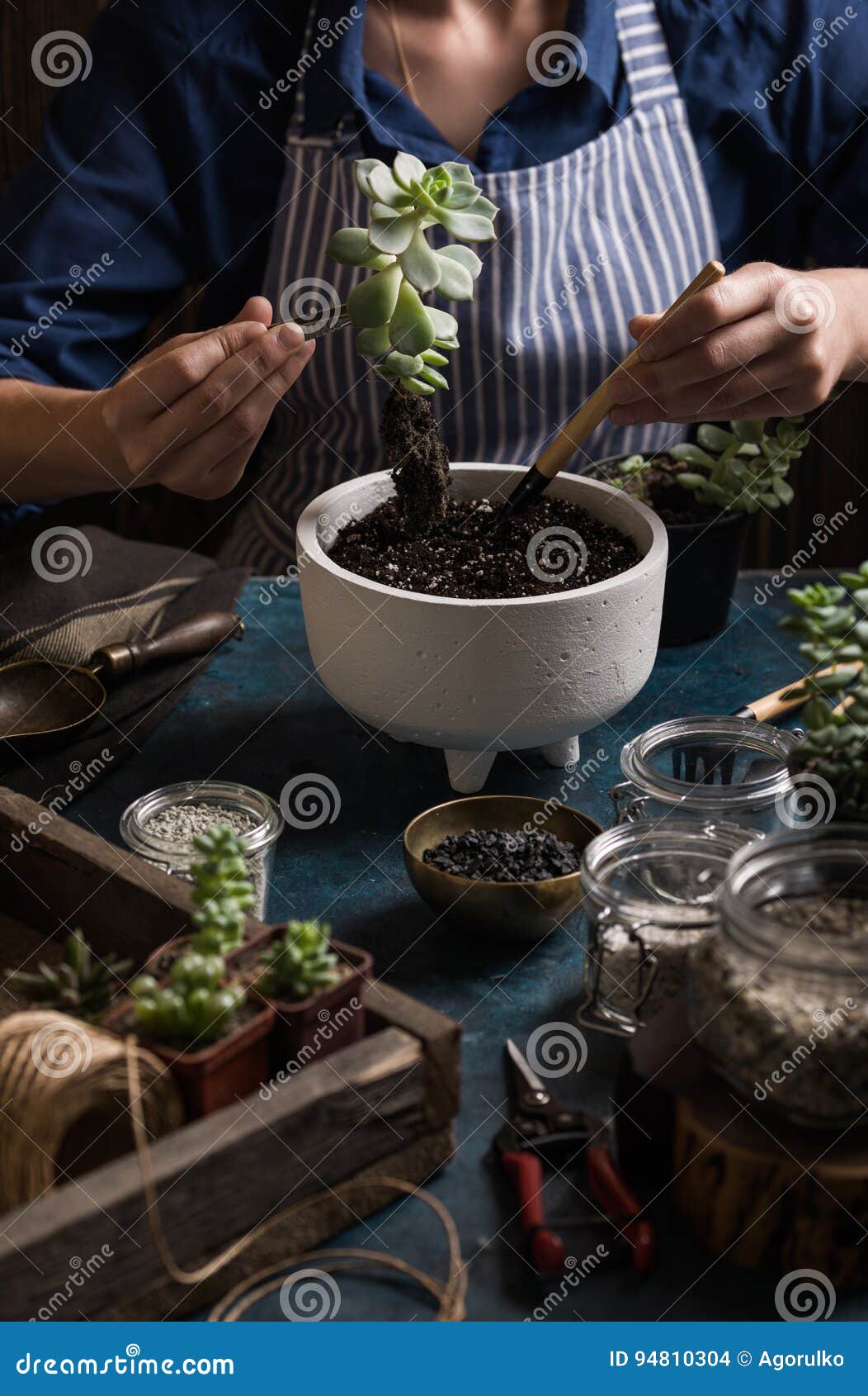 Succulents Mini Garden Making Step by Step Stock Photo - Image of ...