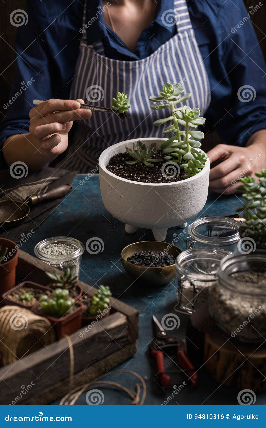 Succulents Mini Garden Making Step by Step Stock Photo - Image of ...