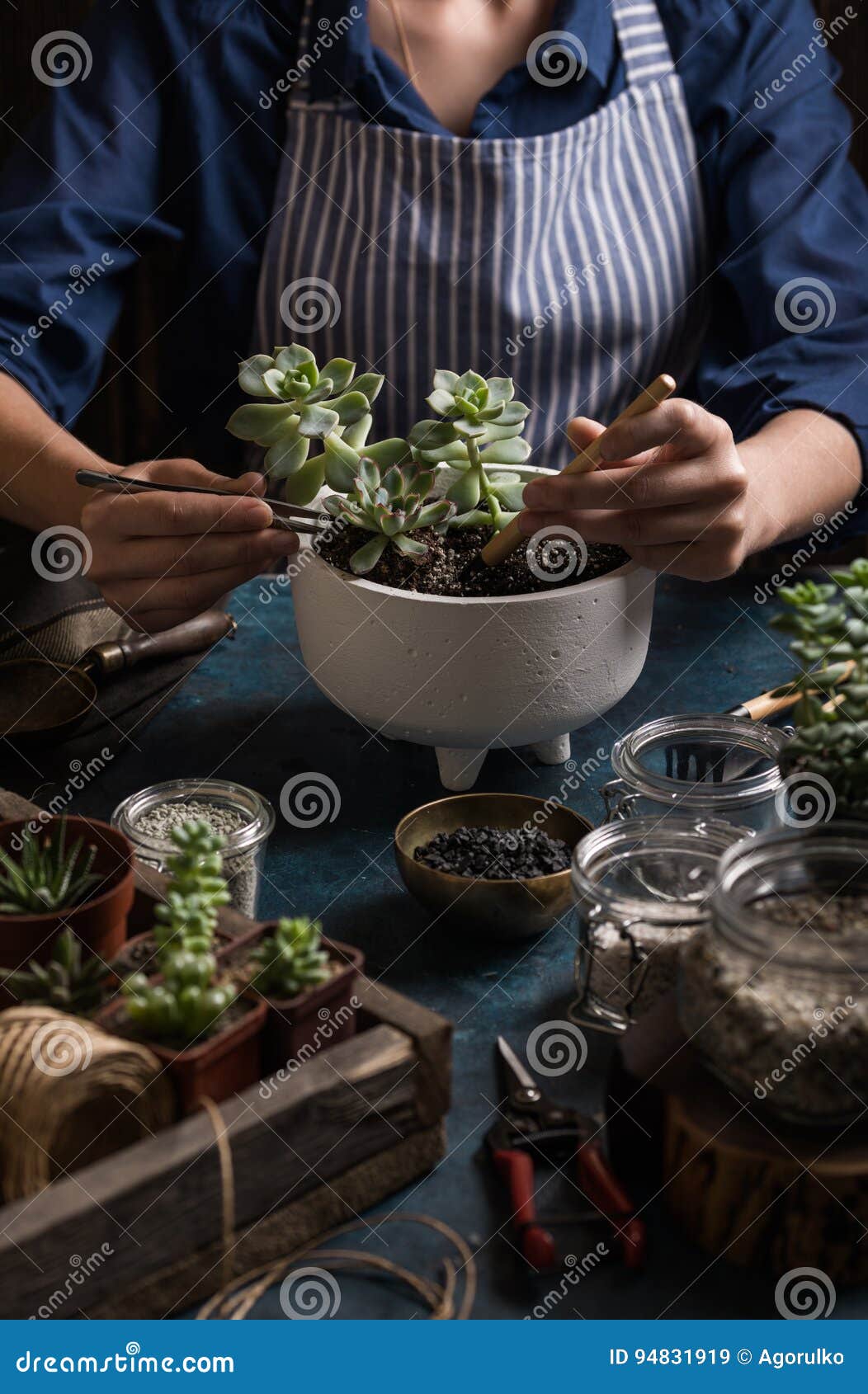 Succulents Mini Garden Making Step by Step Stock Image - Image of dark ...
