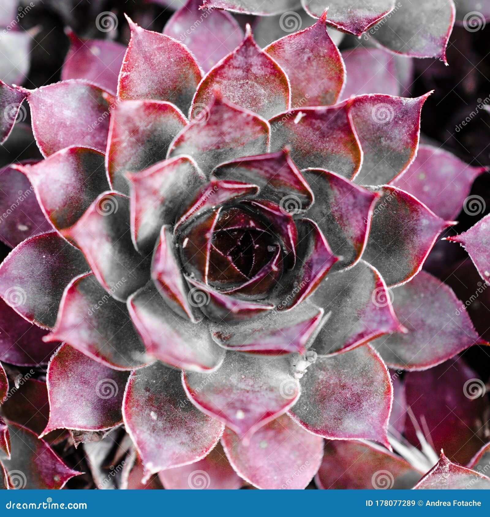 Succulents plant fractal stock image. Image of thickened - 178077289