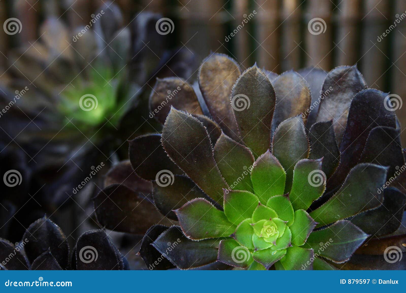 Succulents Variegated stock image. Image of dark, succulent - 879597