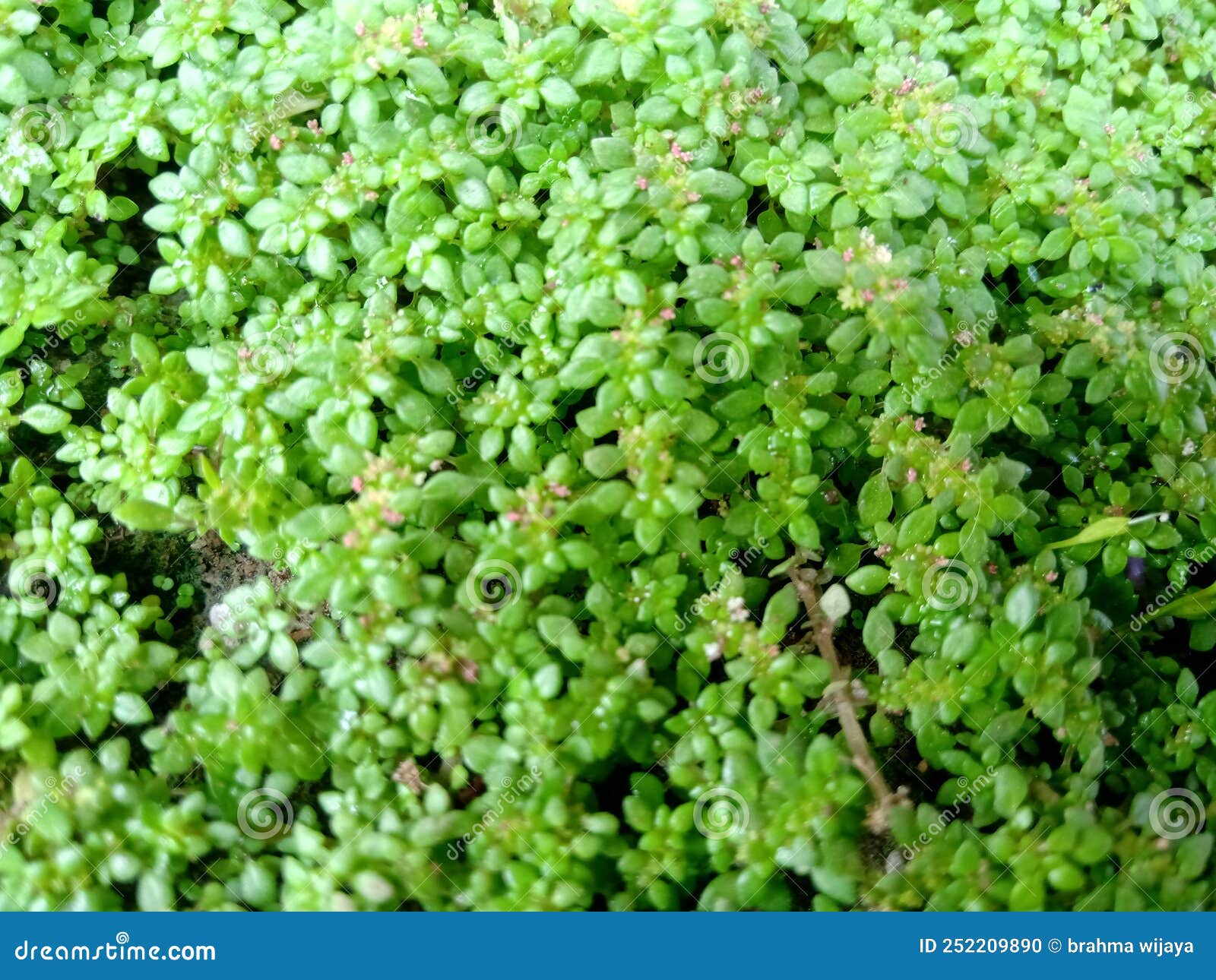 Pilea Microphylla Stock Image | CartoonDealer.com #183220603