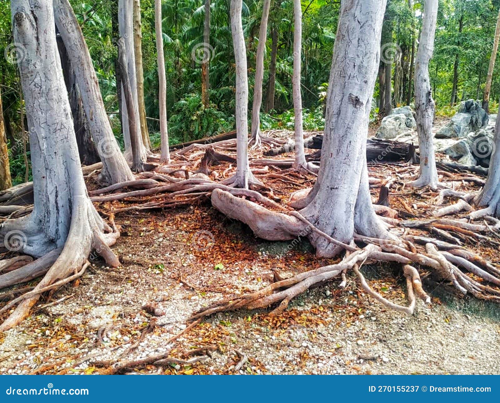 Such a Beautiful Protected Forest Area Stock Image - Image of area ...