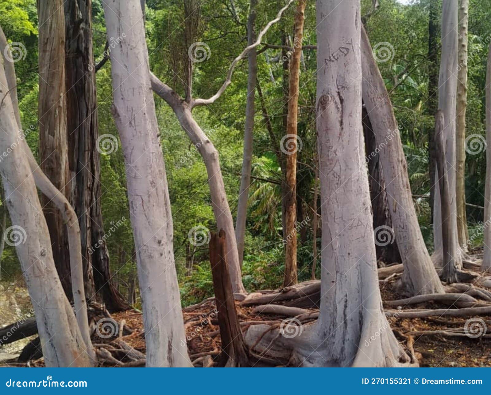 Such a Beautiful Protected Forest Area Stock Image - Image of forest ...