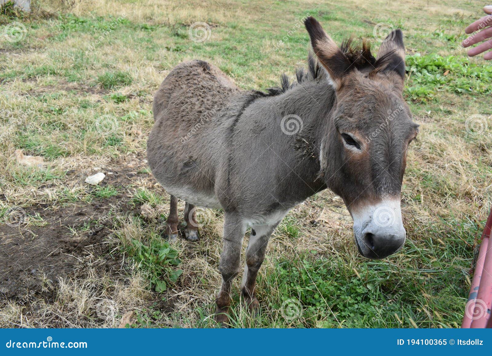 Donkey on the Farm stock image. Image of looking, care - 194100365