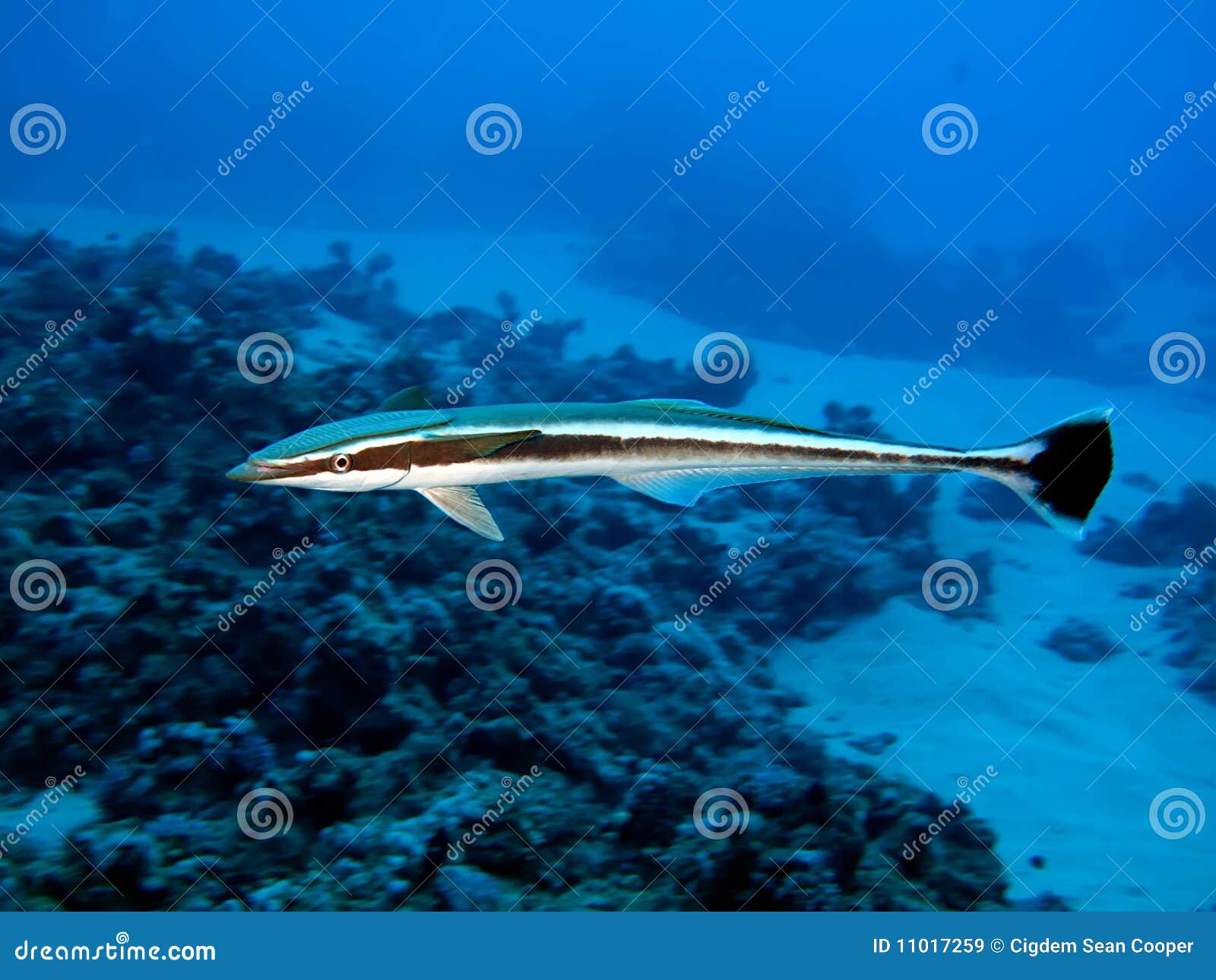 Sucker fish stock image. Image of macro, remora, redsea - 11017259