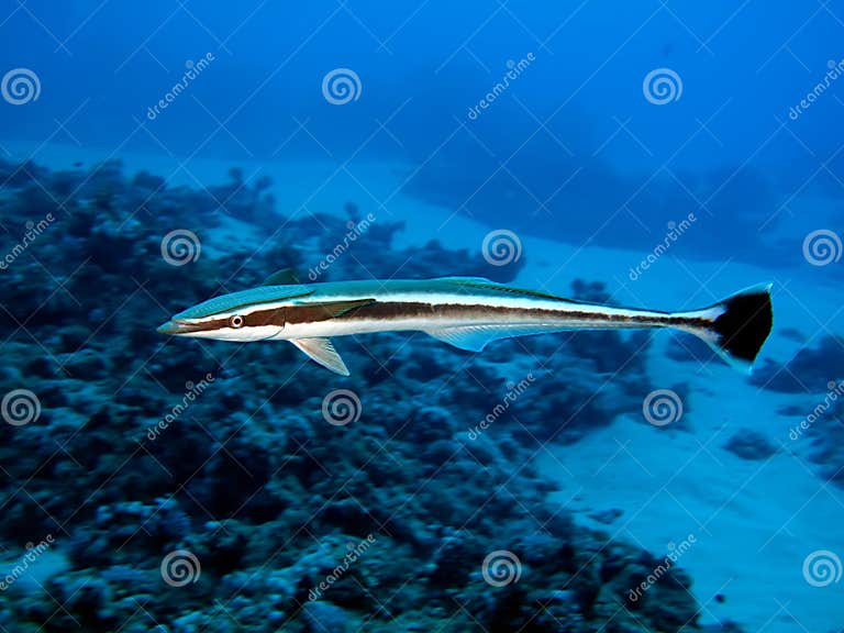 Sucker fish stock image. Image of macro, remora, redsea - 11017259