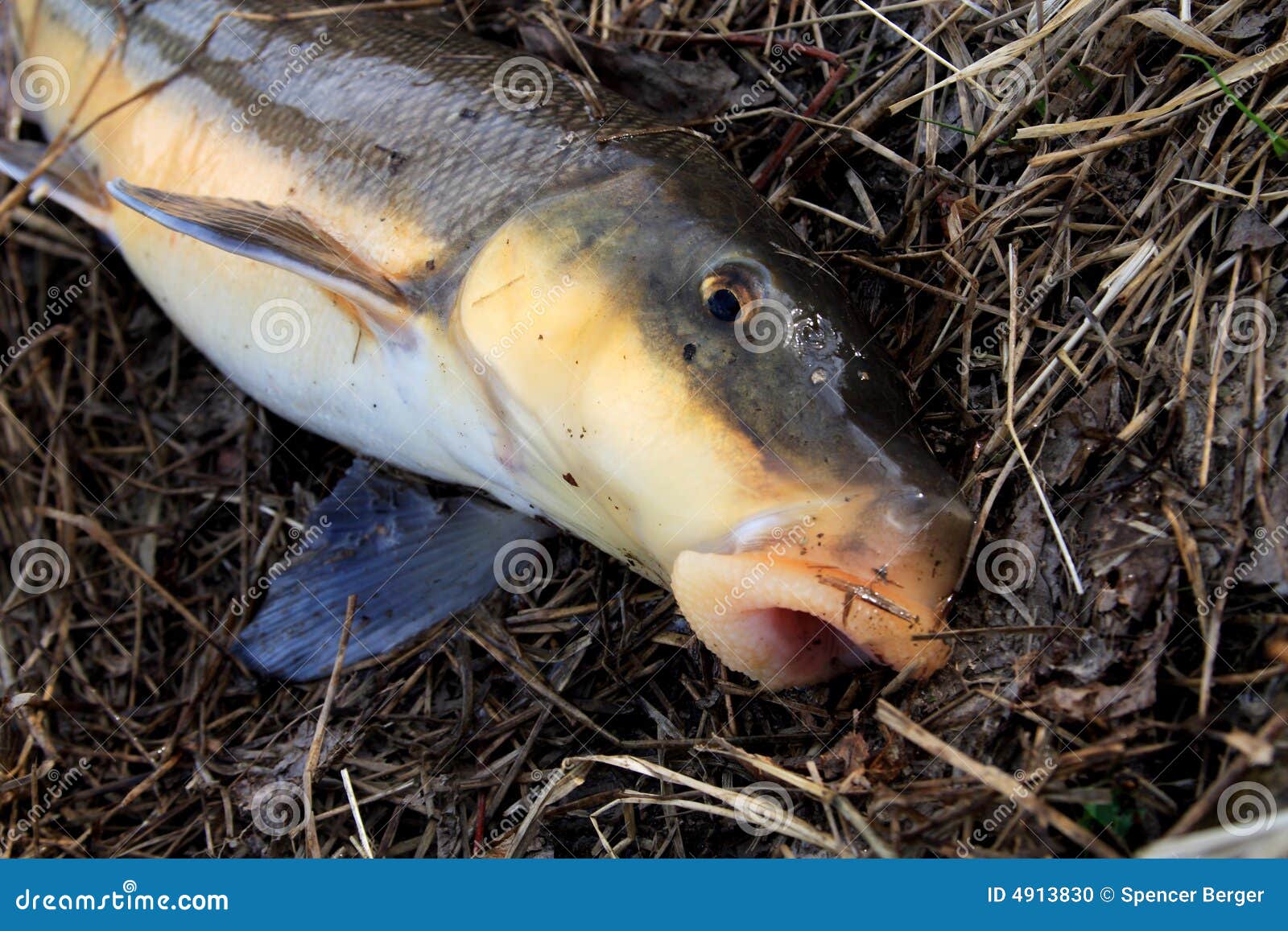 Sucker Fish stock photo. Image of rock, scales, shore - 4913830