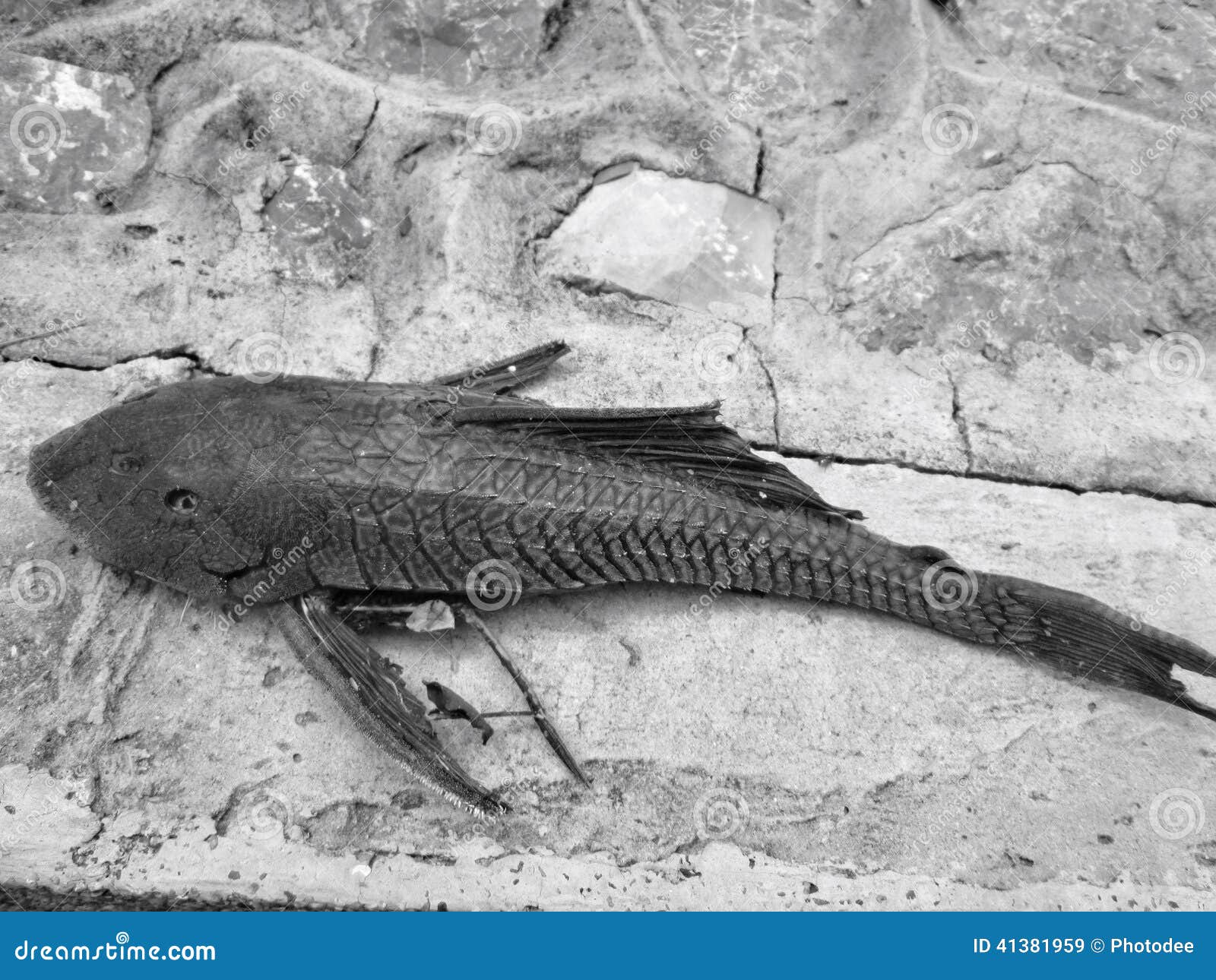 Sucker fish stock image. Image of freshwater, fish, close - 41381959