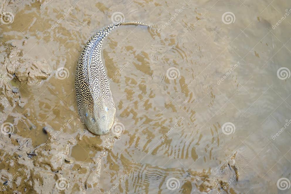 Sucker fish stock image. Image of marine, food, river - 57486565