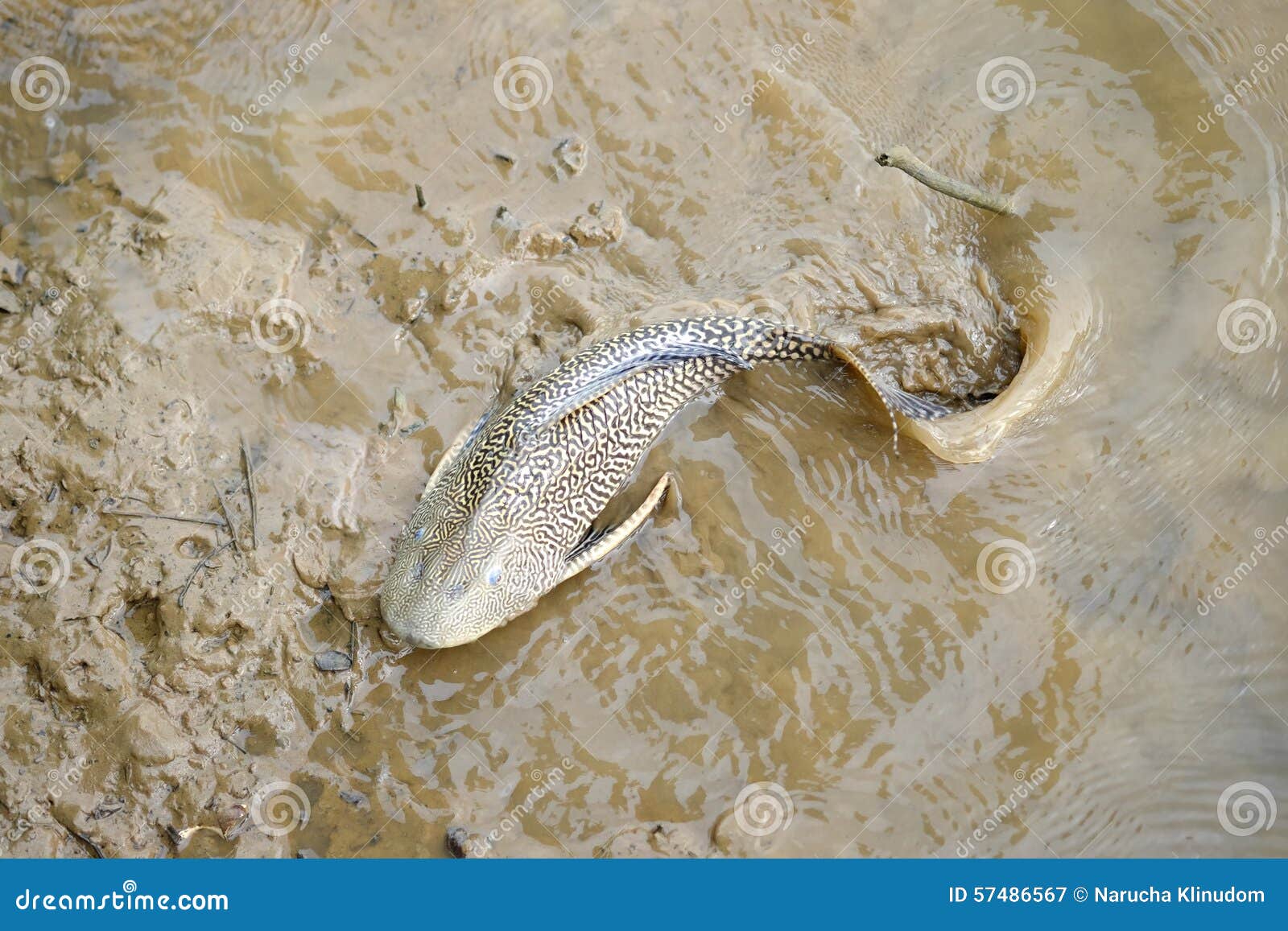Sucker fish stock image. Image of animal, food, sport - 57486567