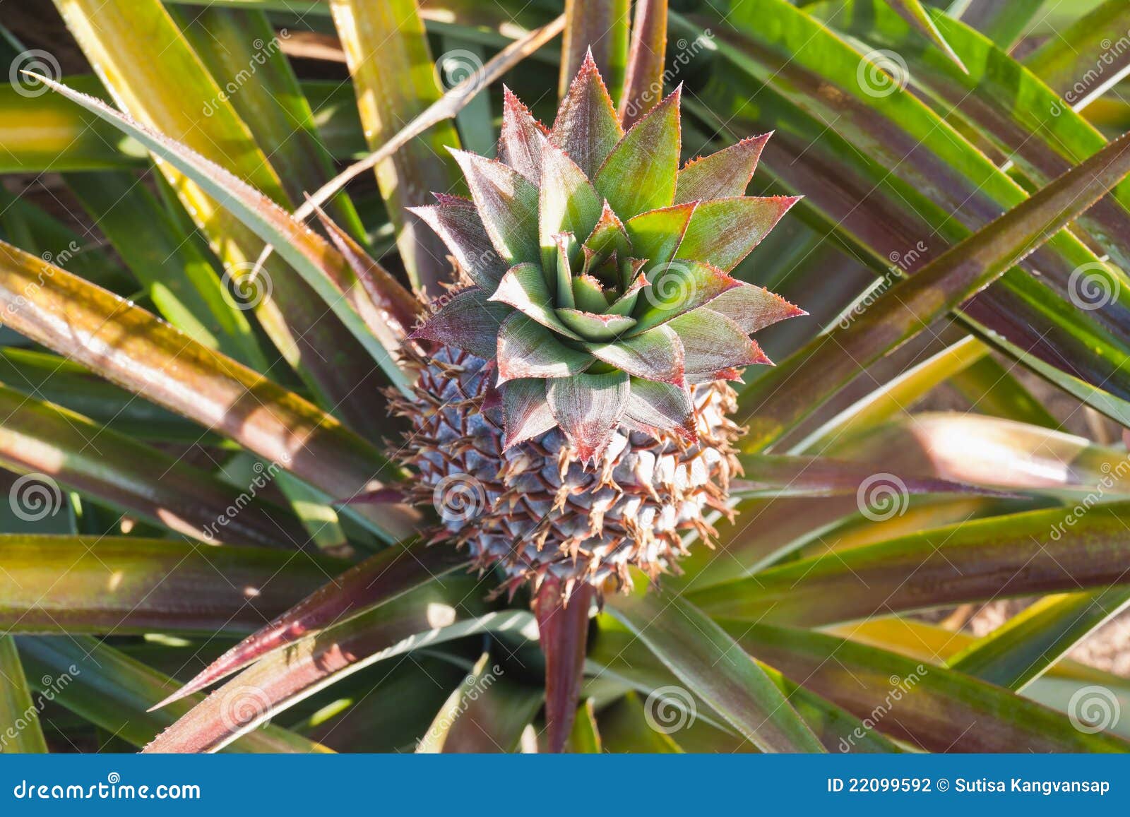 Sucker Of Pineapple In Close-up Stock Photo - Image of health, nature ...