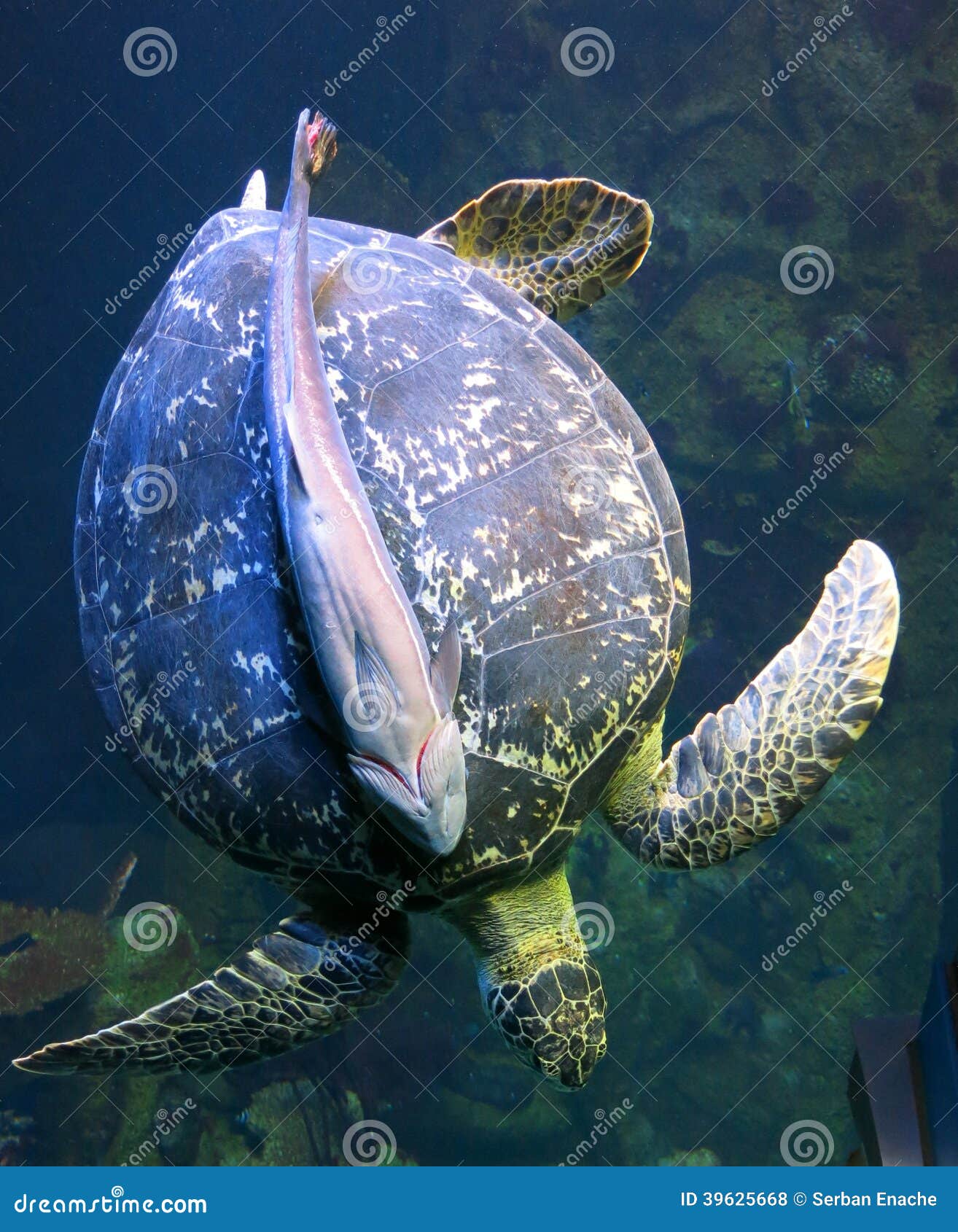 Suckerfish on a Green Turtle Stock Photo - Image of suckerfish, back ...