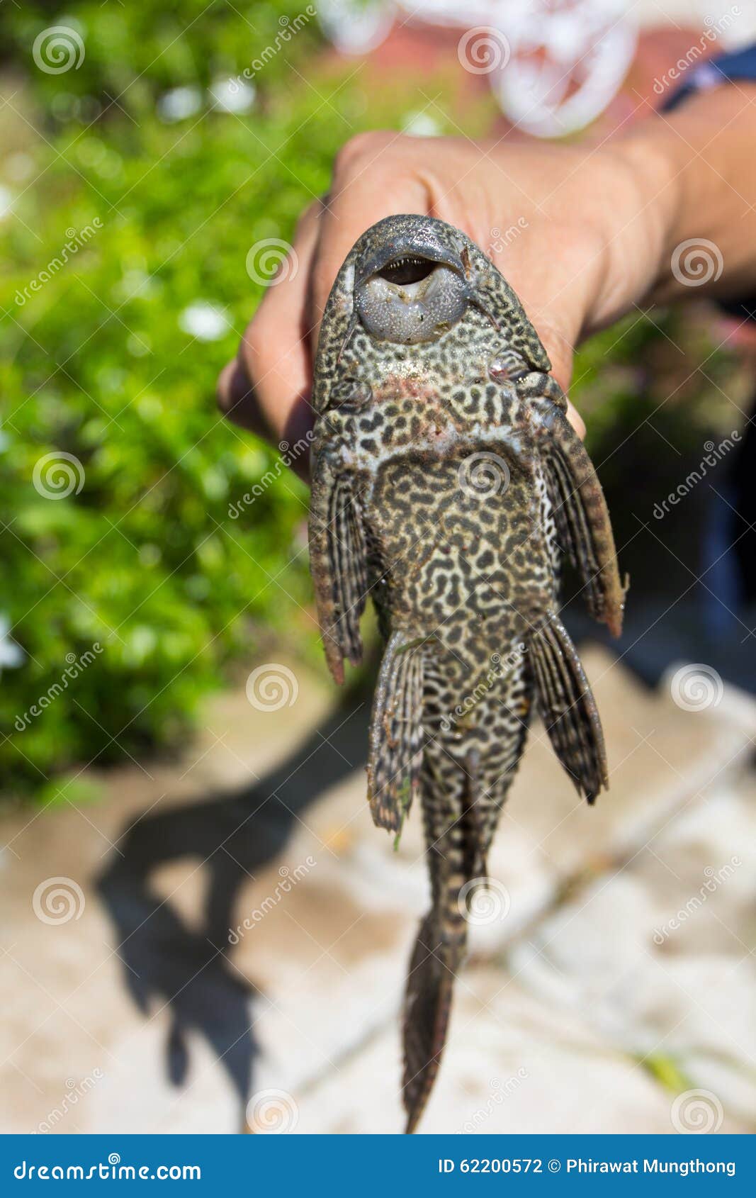 Suckermounth catfish stock photo. Image of aquario, albino - 62200572