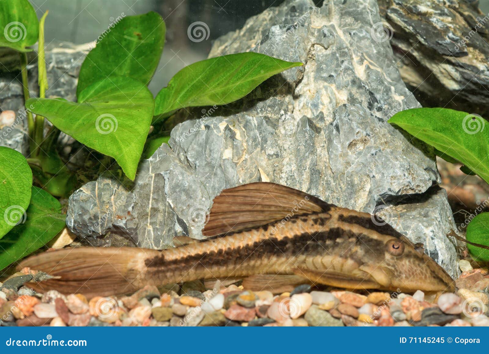 Suckermouth aquarium fish stock image. Image of freshwater - 71145245