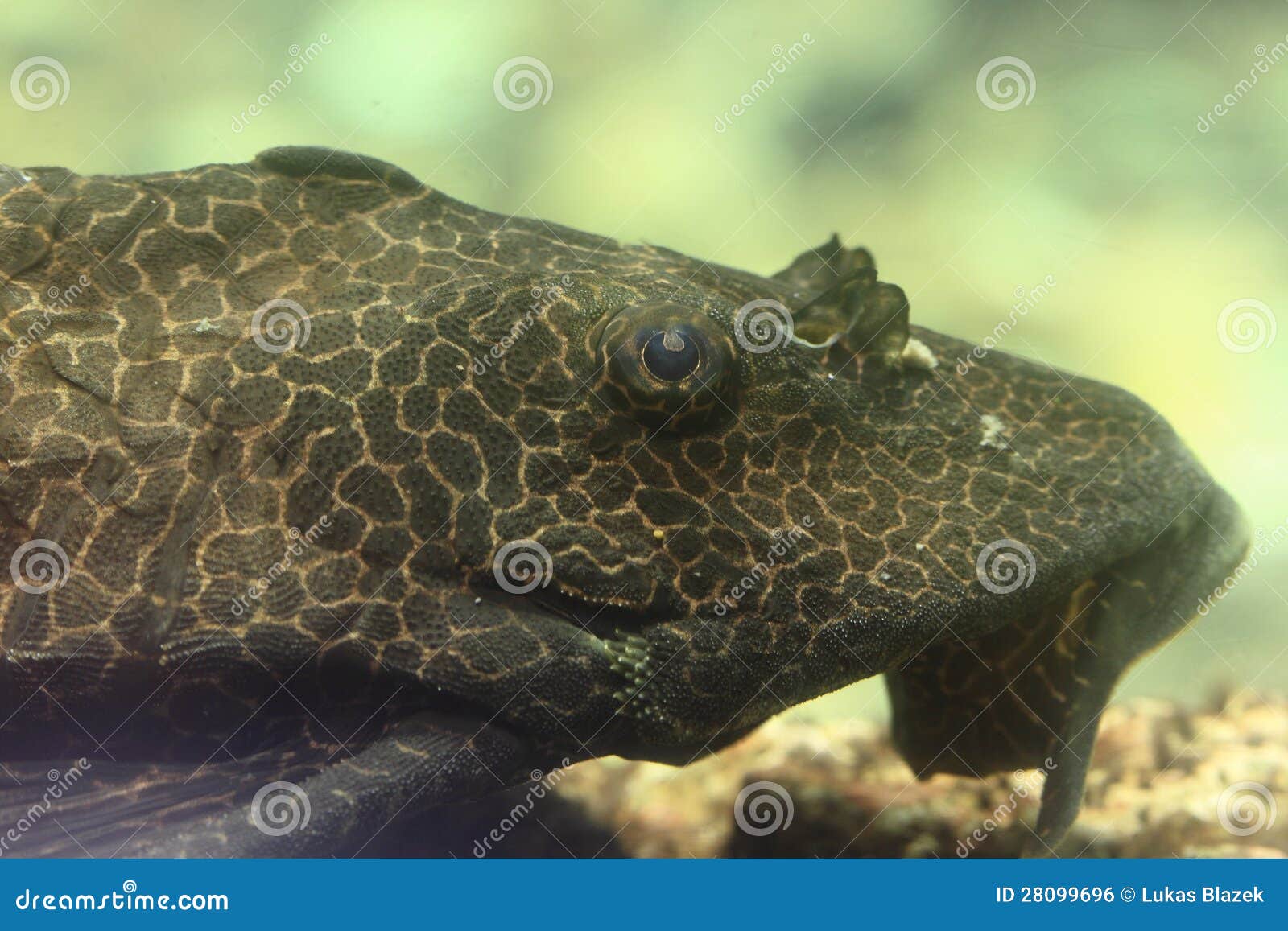 Suckermouth catfish stock photo. Image of south, chaetostomus - 28099696