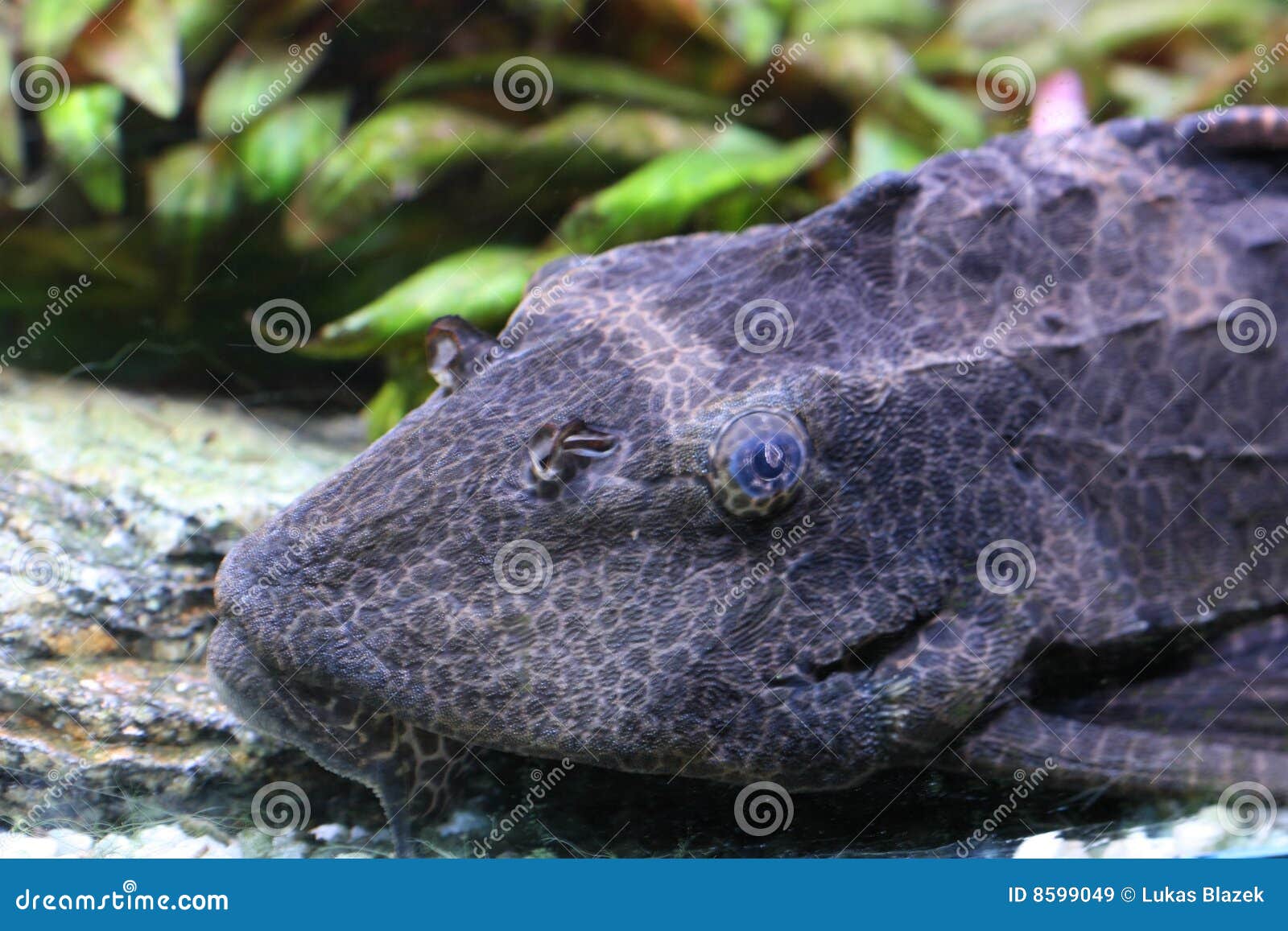Suckermouth catfish stock image. Image of plecostomus - 8599049