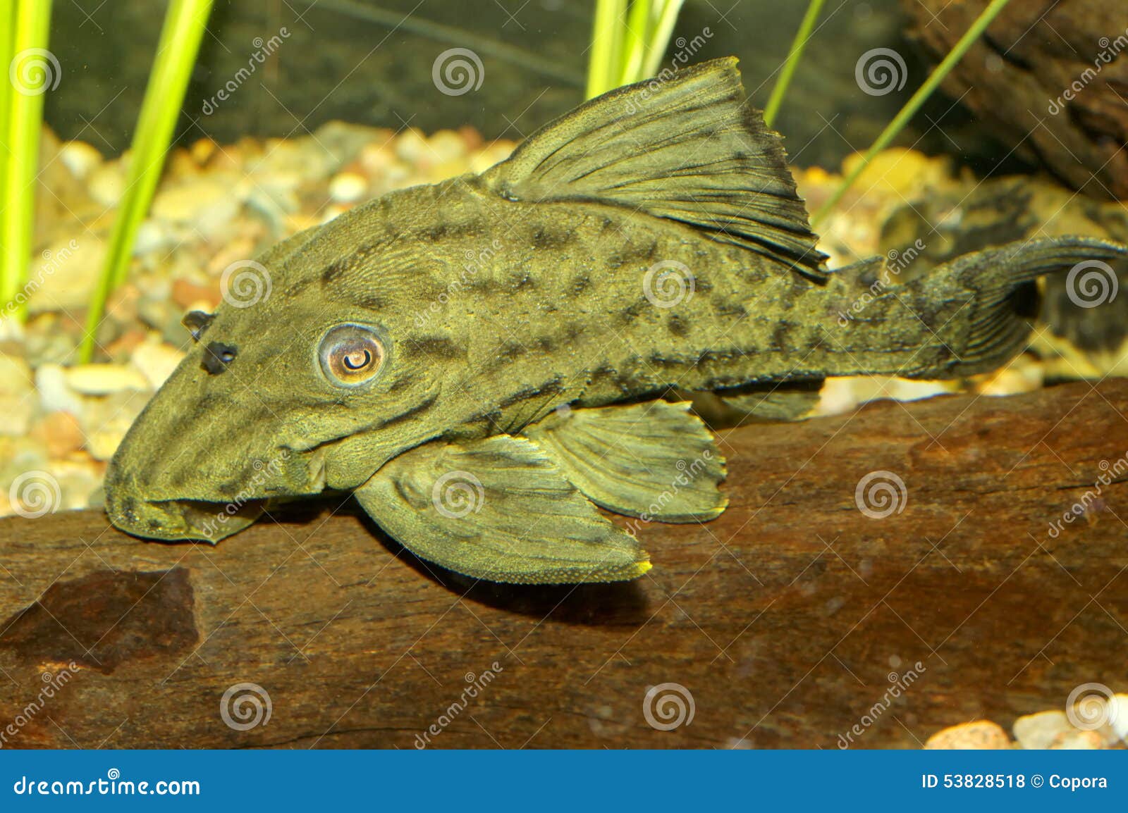 Suckermouth fish stock photo. Image of wild, hobby, american - 53828518