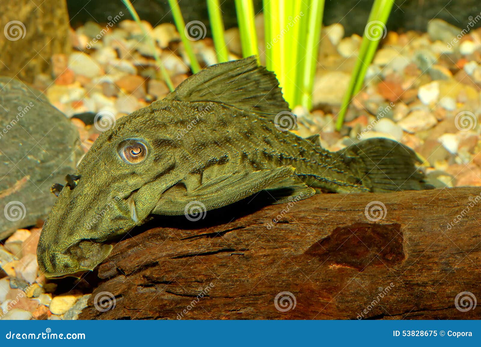 Suckermouth fish stock image. Image of animals, alien - 53828675