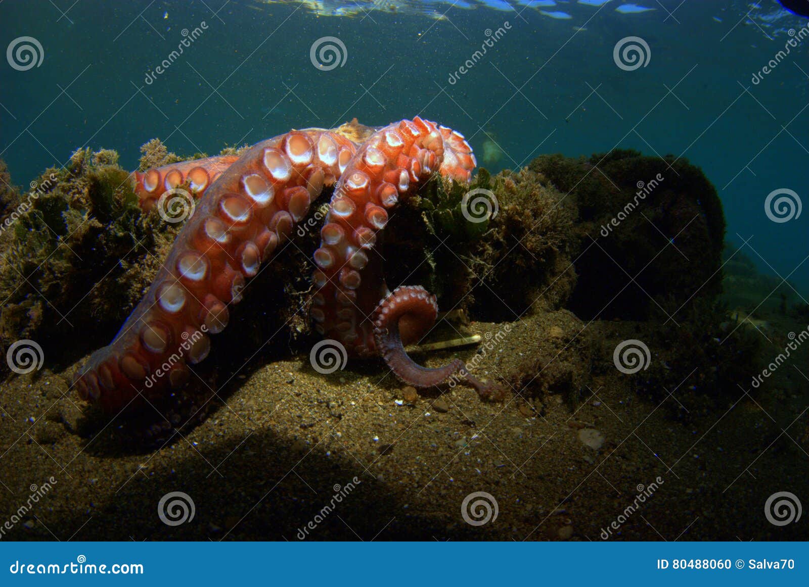 Suckers stock photo. Image of close, dentex, coral, hunting - 80488060