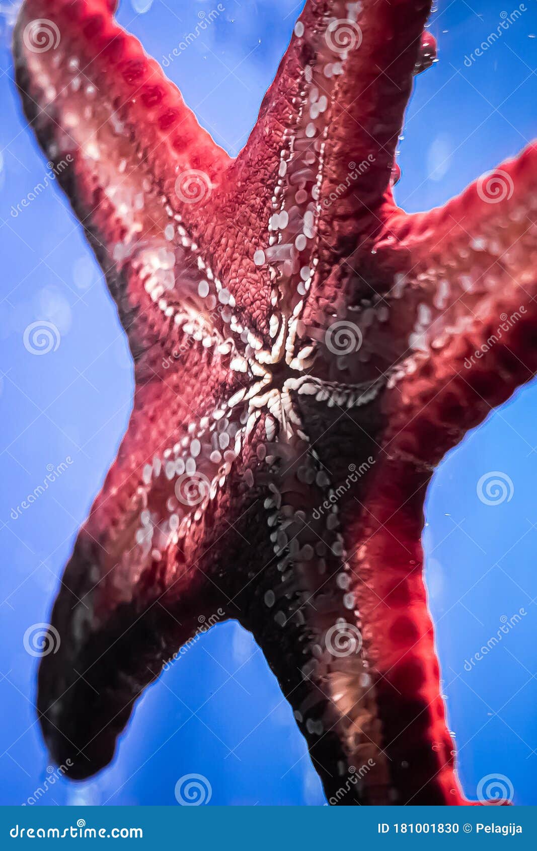 Suckers of a Starfish Close-up Stock Photo - Image of ecology, closeup ...