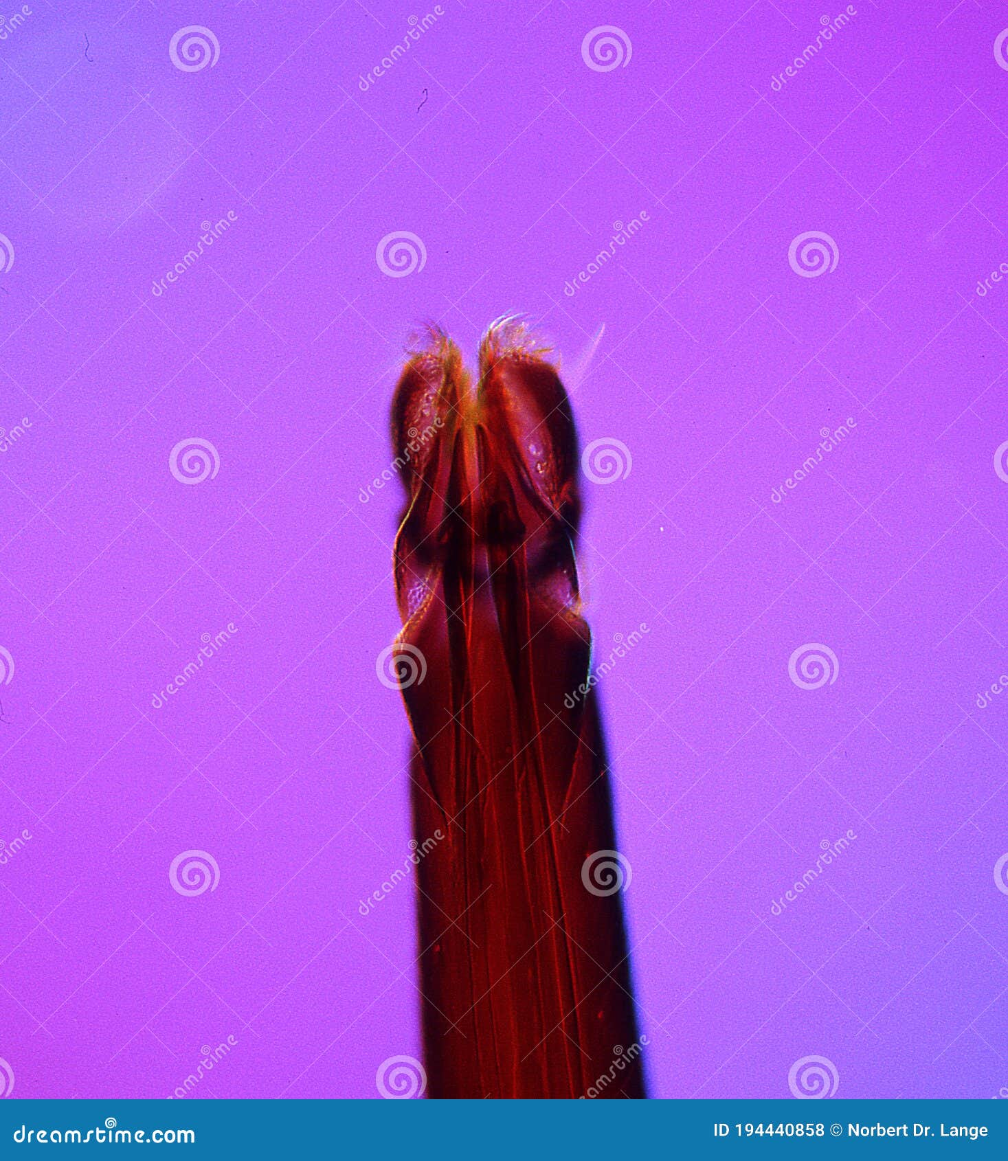 Sucking Proboscis of a Brake Under the Microscope Stock Photo - Image ...