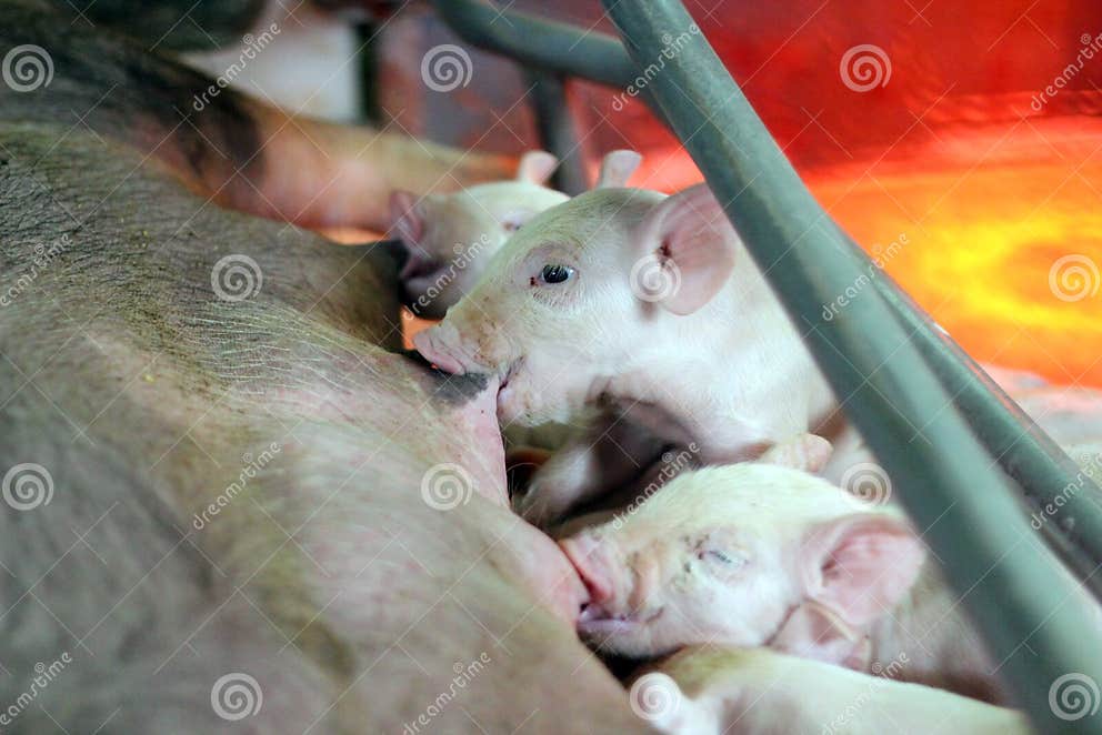 Suckling Pilgets stock photo. Image of hungry, life, mammal - 20113620