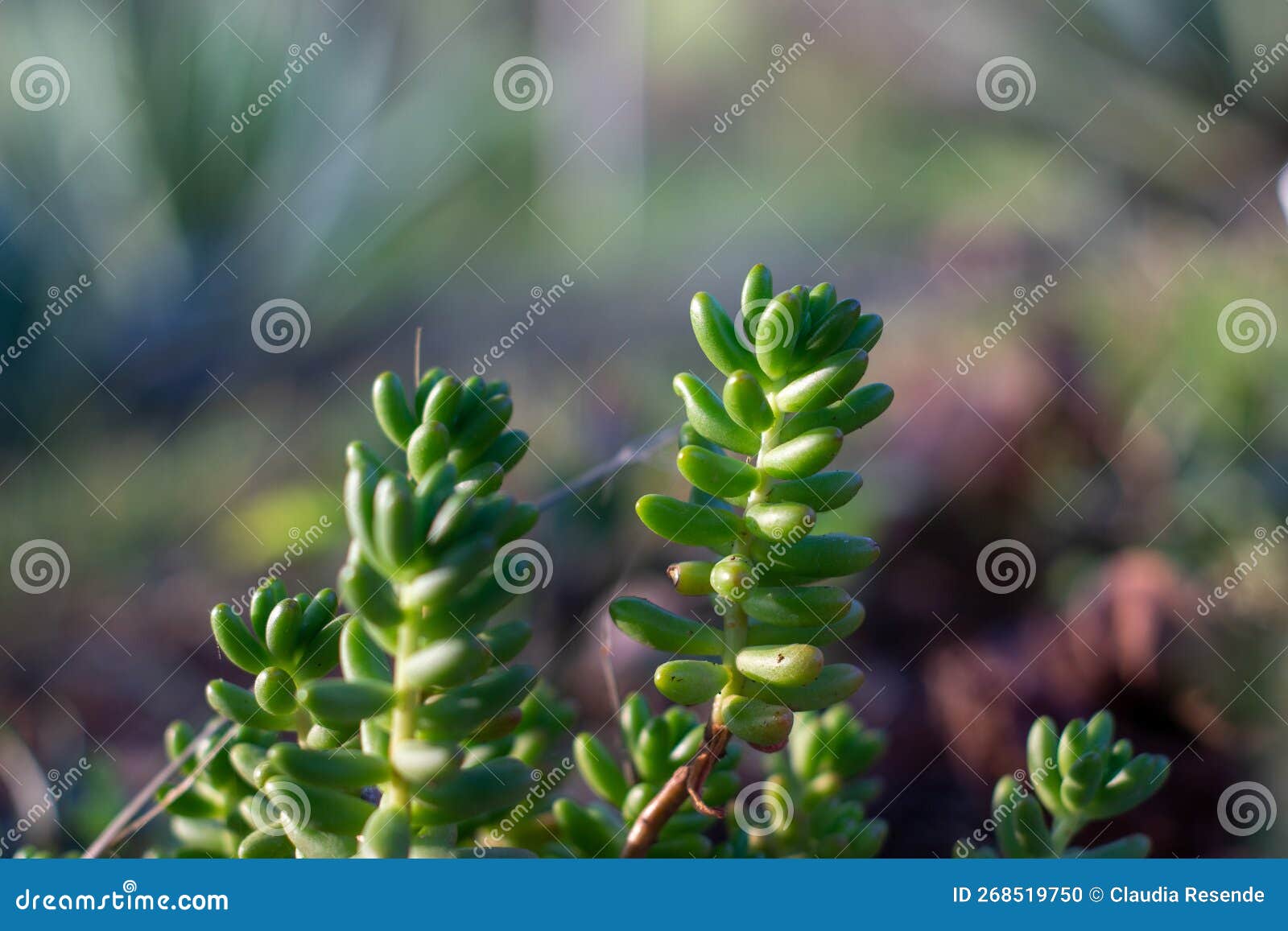 Sedum pachyphyllum stock photo. Image of decumbent, sedum - 268519750
