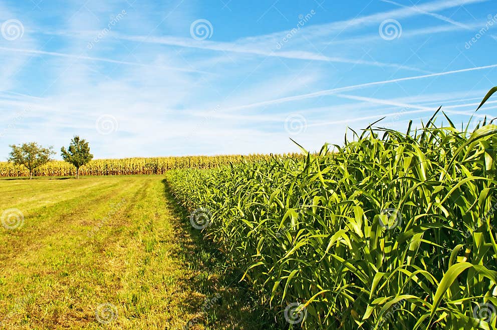 Sudan grass and corn stock photo. Image of sorghum, environment - 26836928