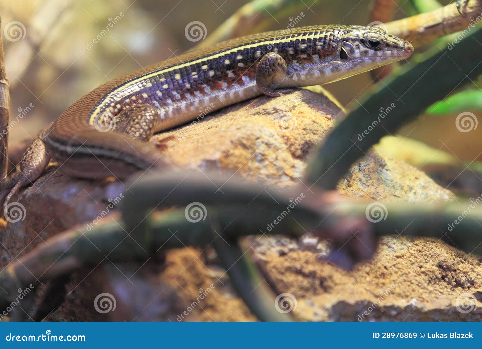 Sudan plated lizard stock image. Image of majo, reptile - 28976869