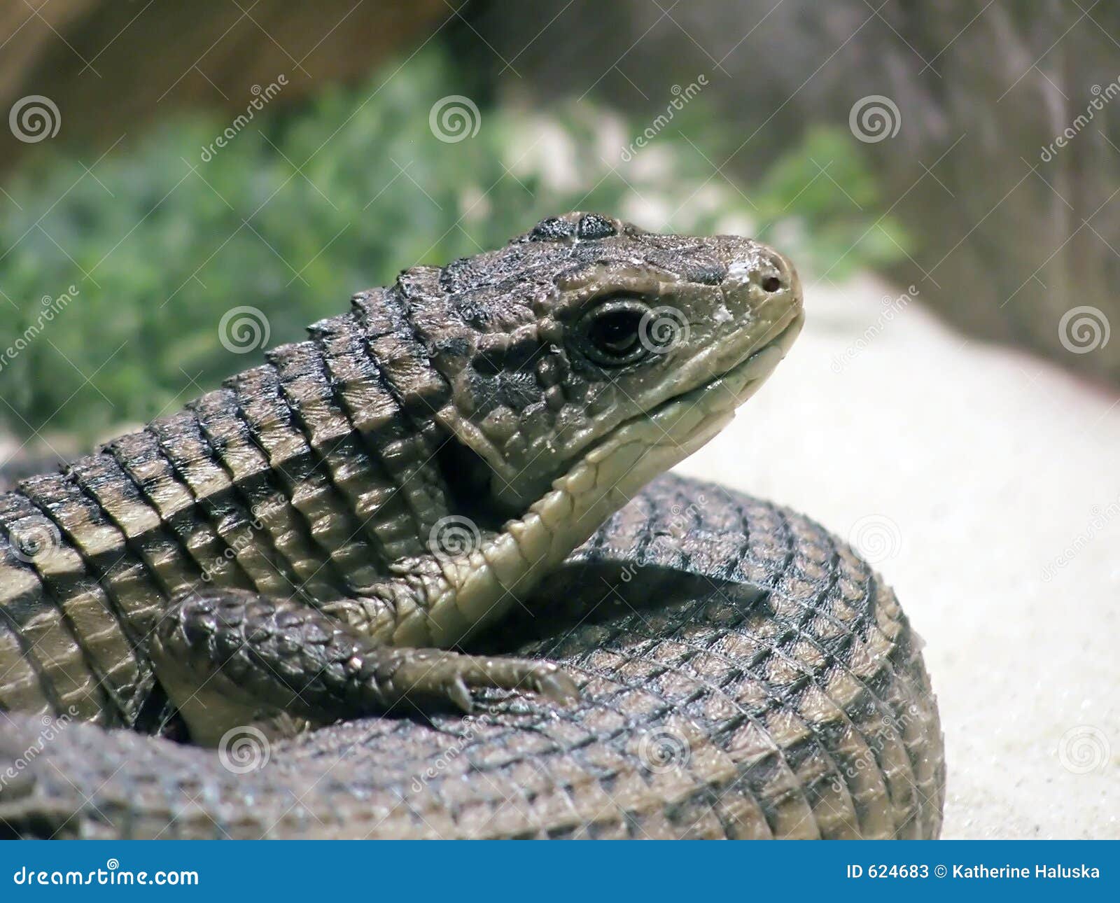 Sudan plated lizard stock image. Image of herpetology, small - 624683