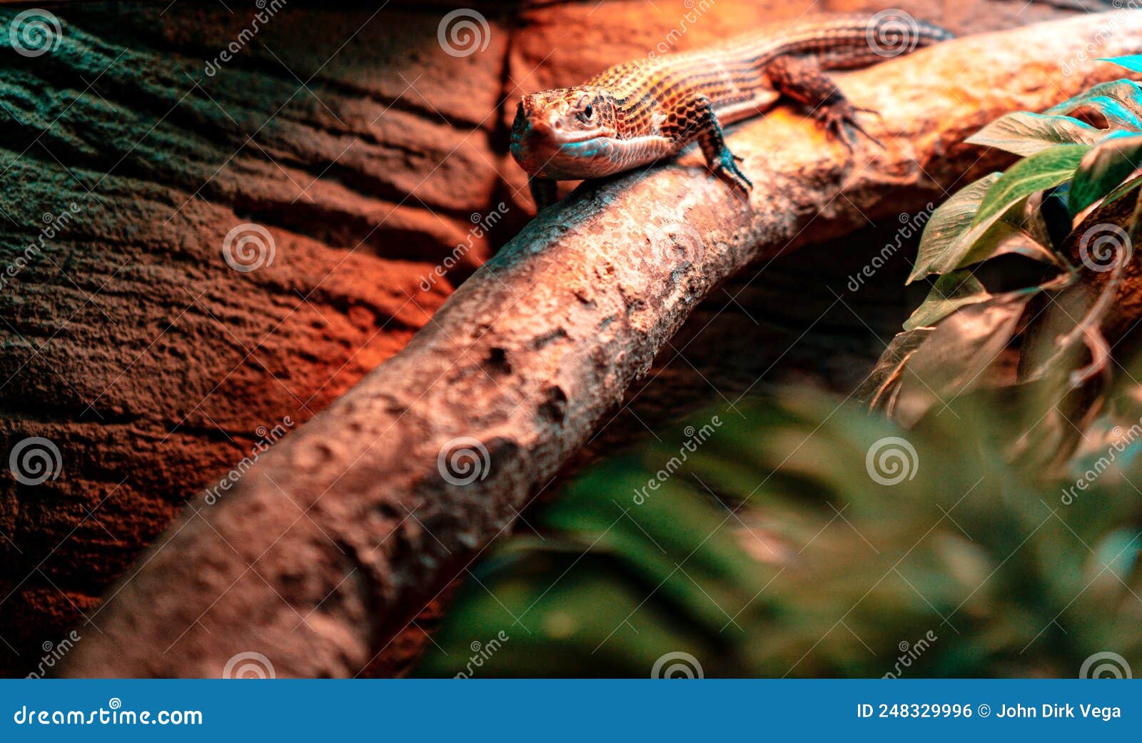 Sudan Plated Lizard in an Enclosure with Fancy Lights Stock Photo ...