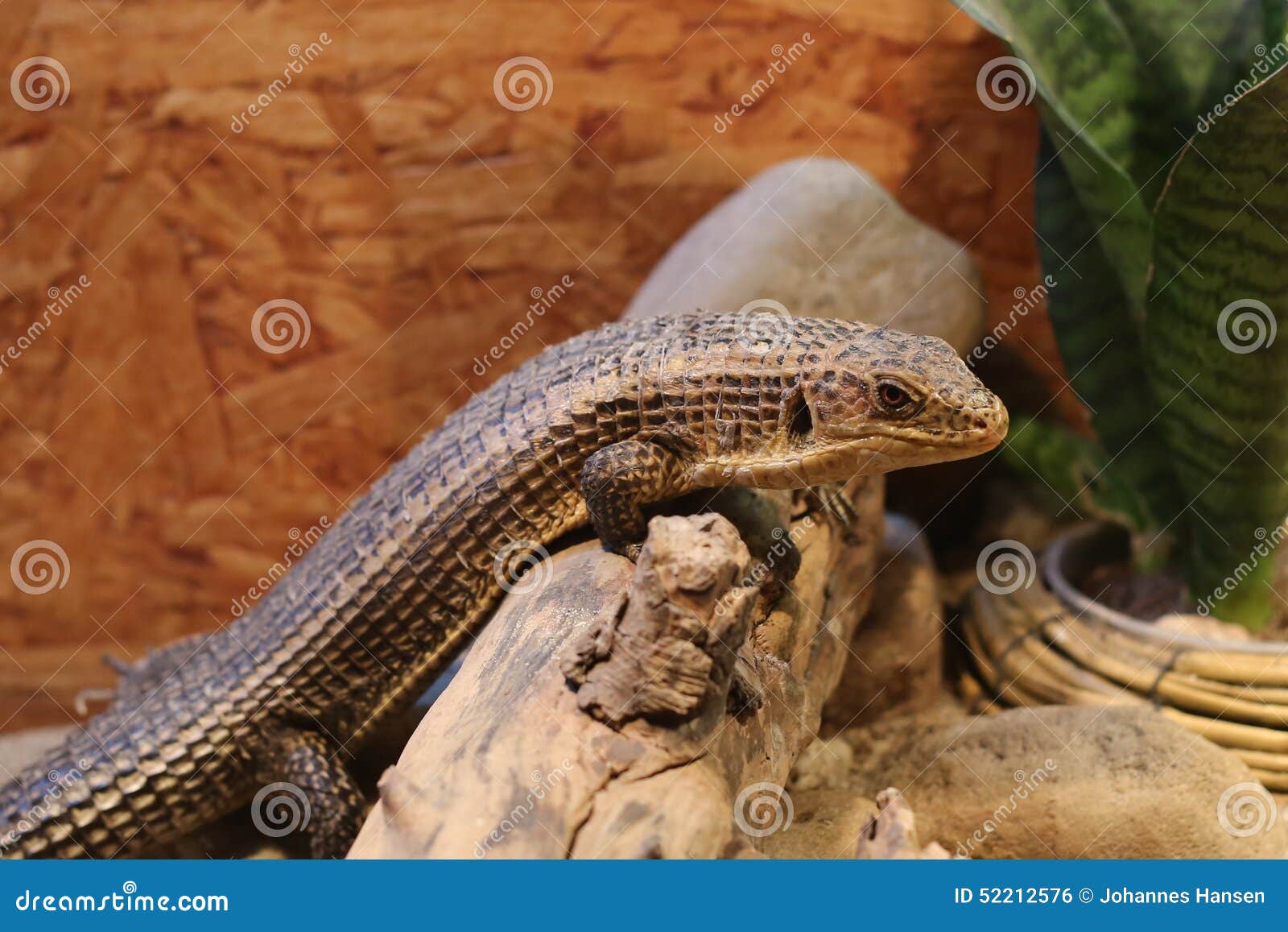 Sudan Plated Lizard (Gerrhosaurus Major) on Stone Stock Photo - Image ...