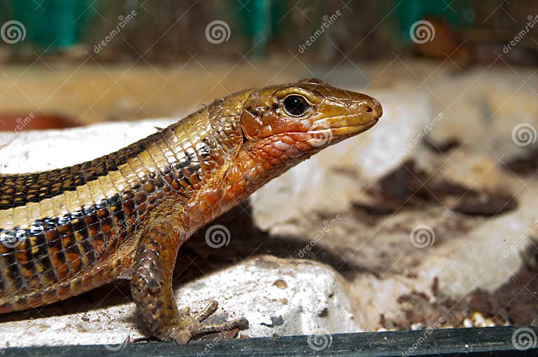 Sudan Plated Lizard Portrait Stock Image - Image of gerrhosaurus ...