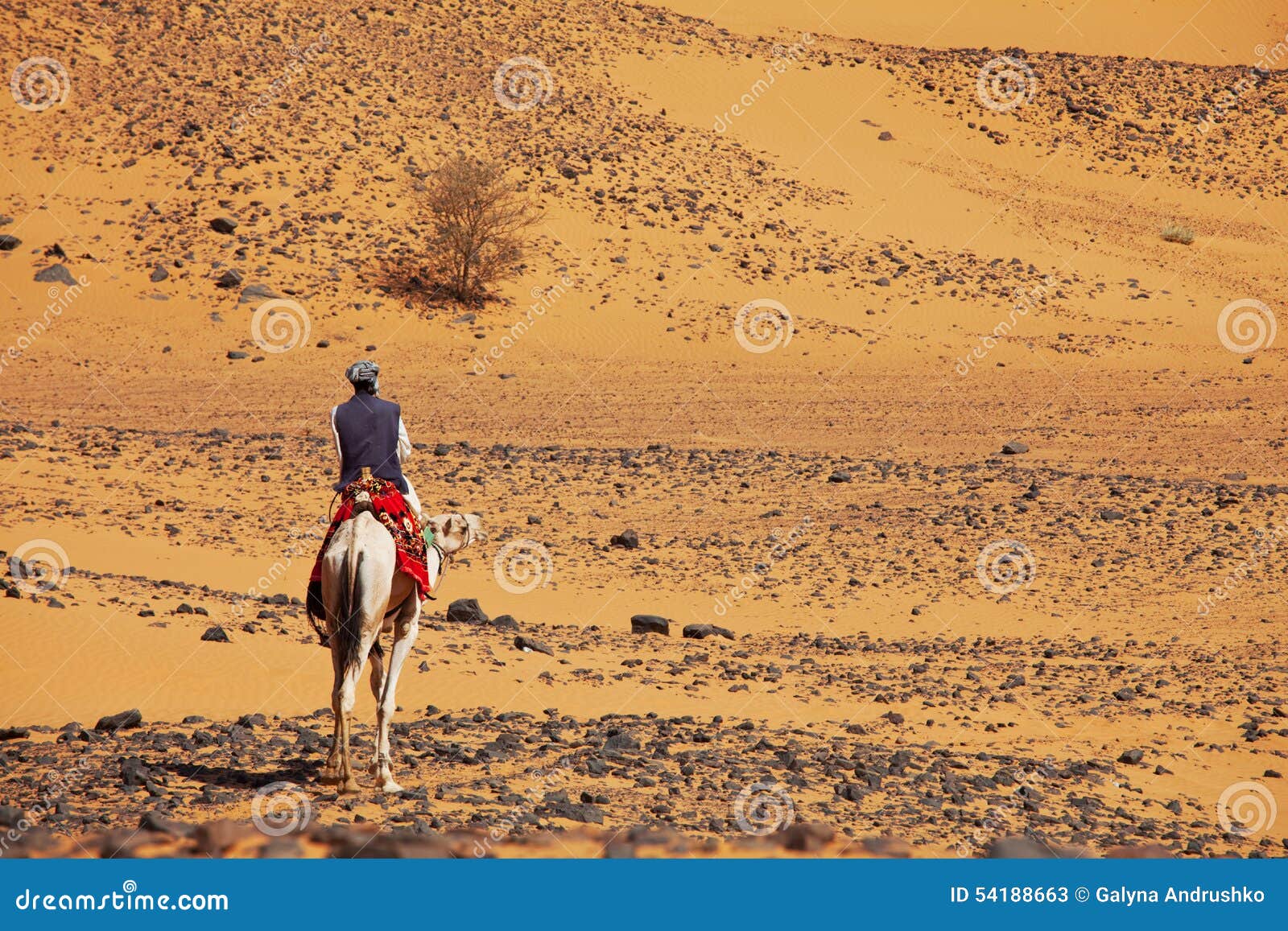 Sudanese camel rider editorial stock photo. Image of desert - 54188663